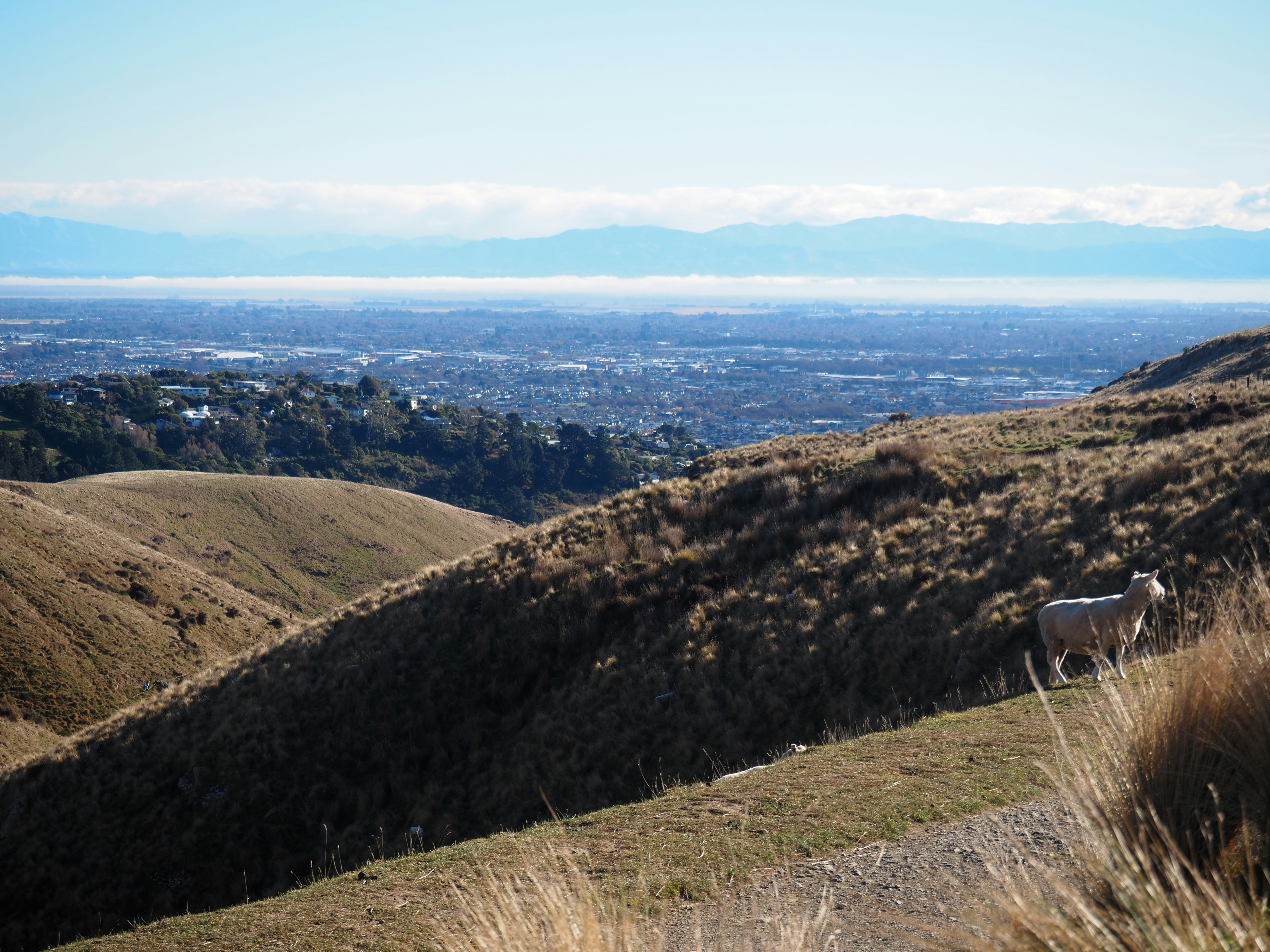Hillcrest Goat at Distant City Edge