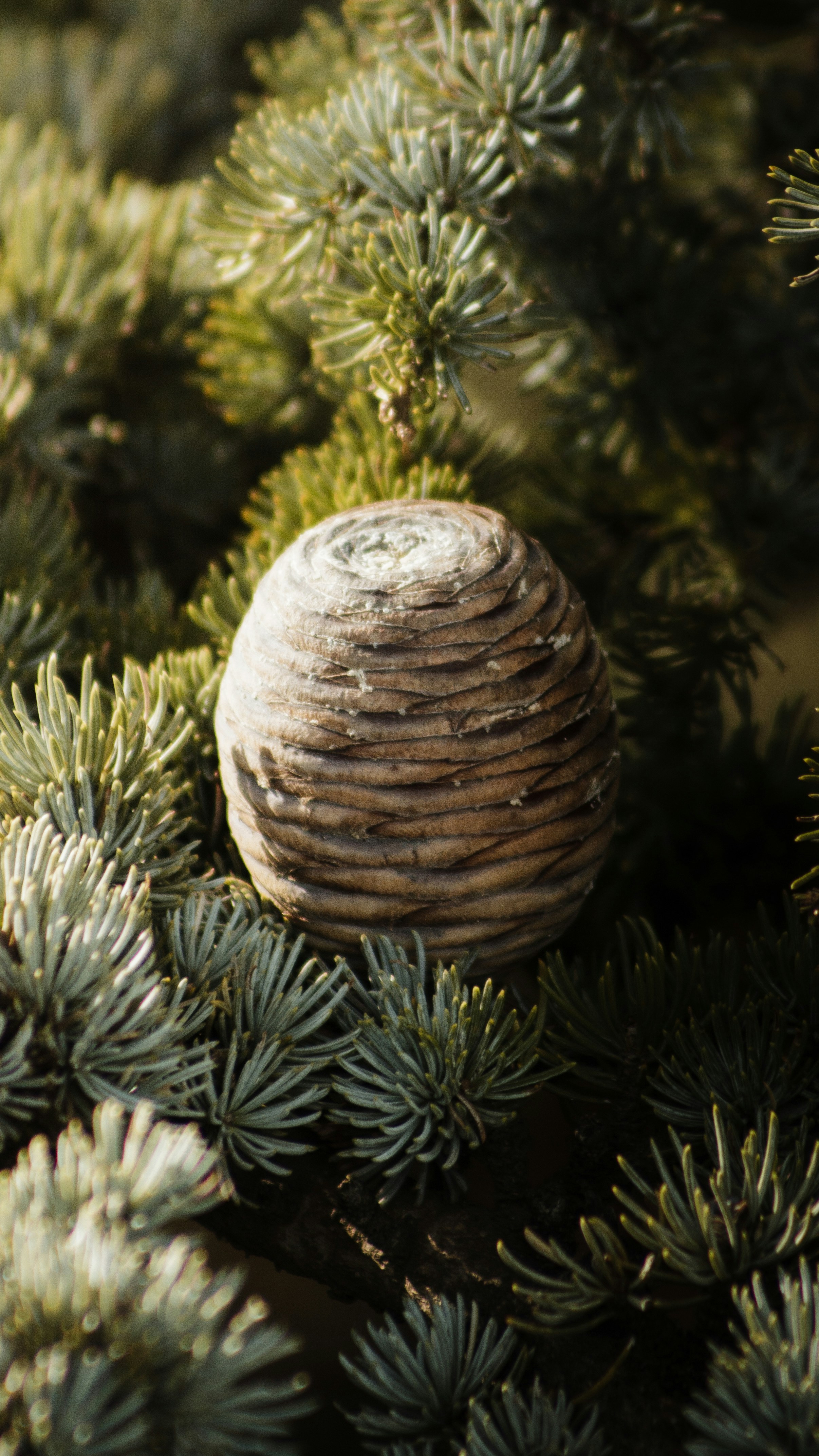 Centered Conifer Seed Vessel Amid Needle Ferns