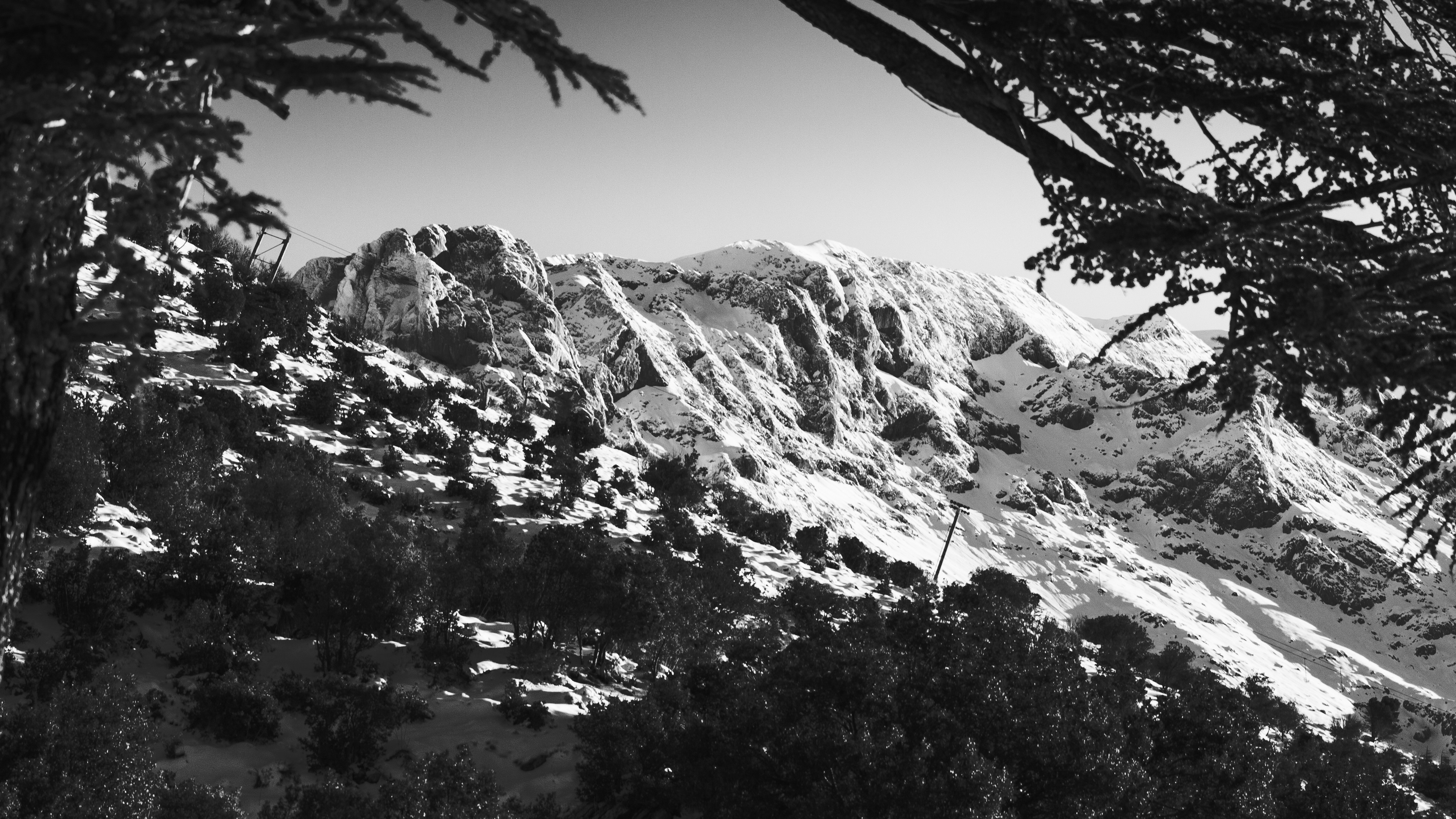 Snowbound Ridge Under Shadowed Pines