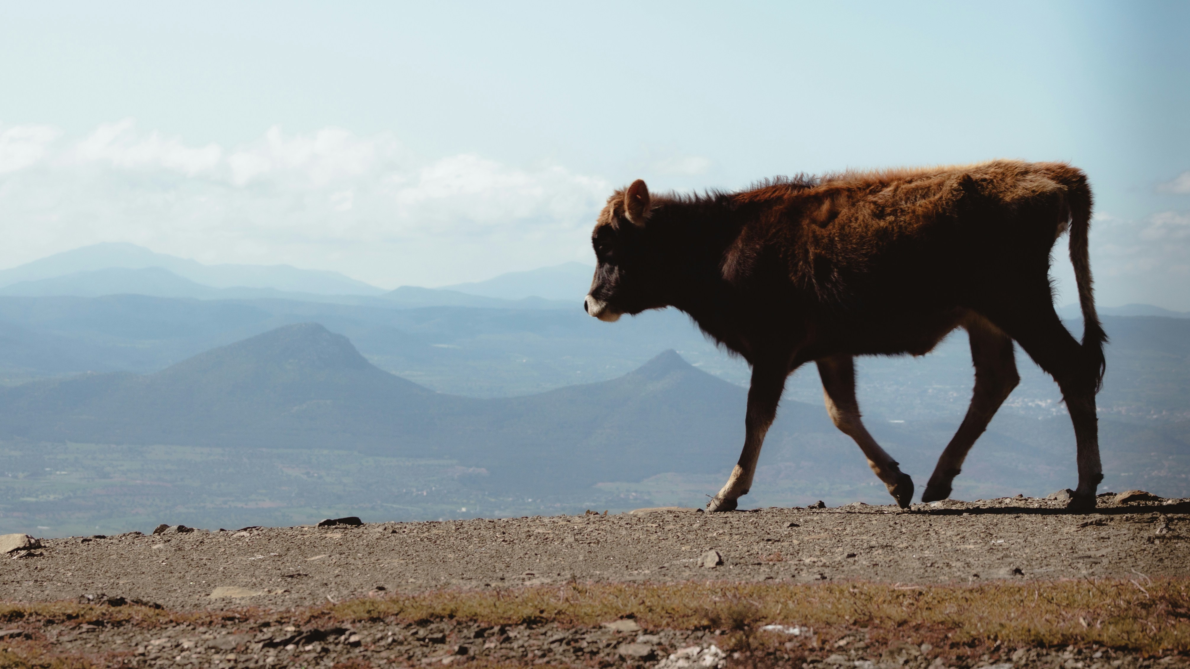 Barefoot Traveler on the Rim: A Mountain Goat Silhouette