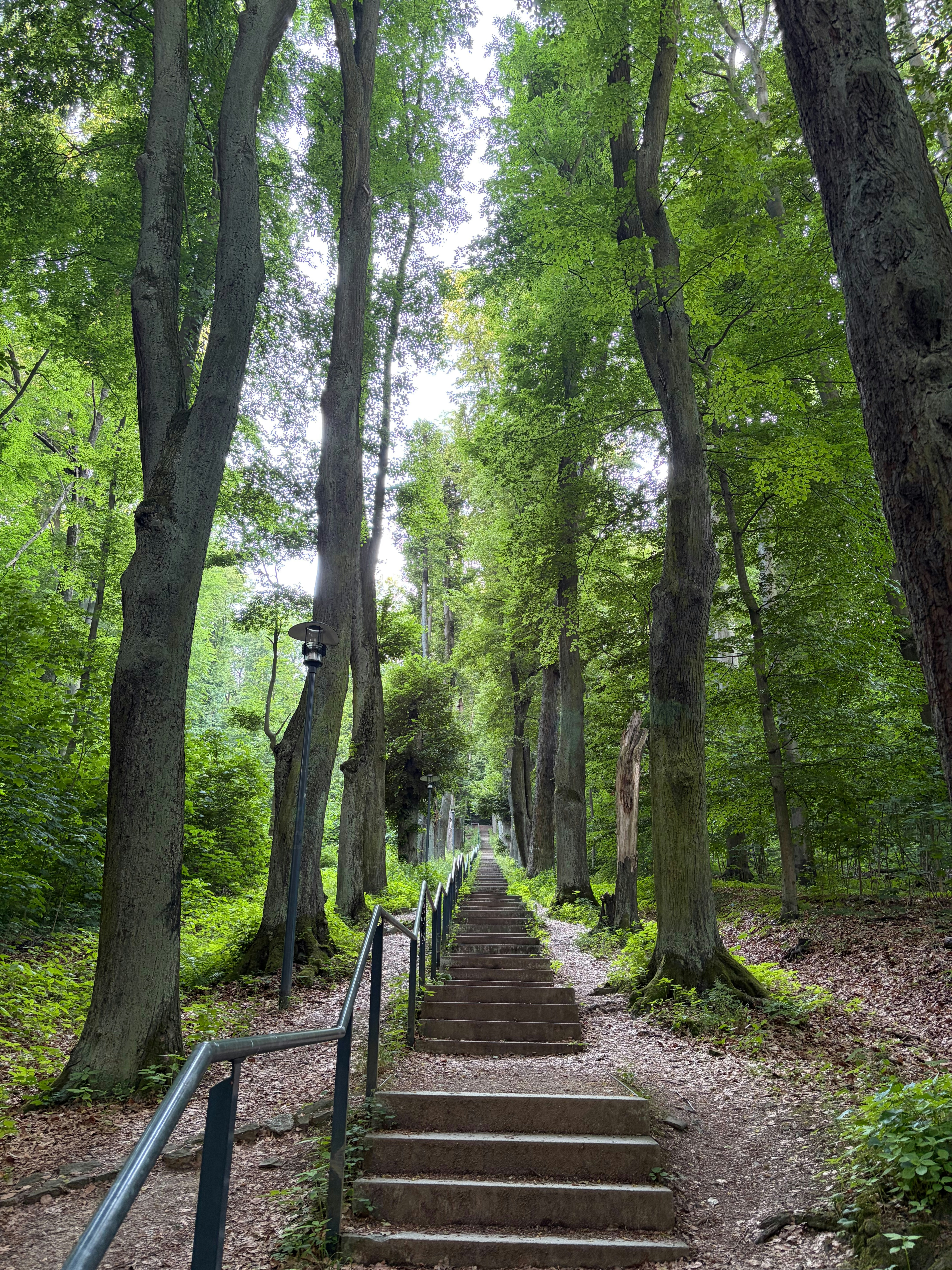 Forest Staircase to the Canopy