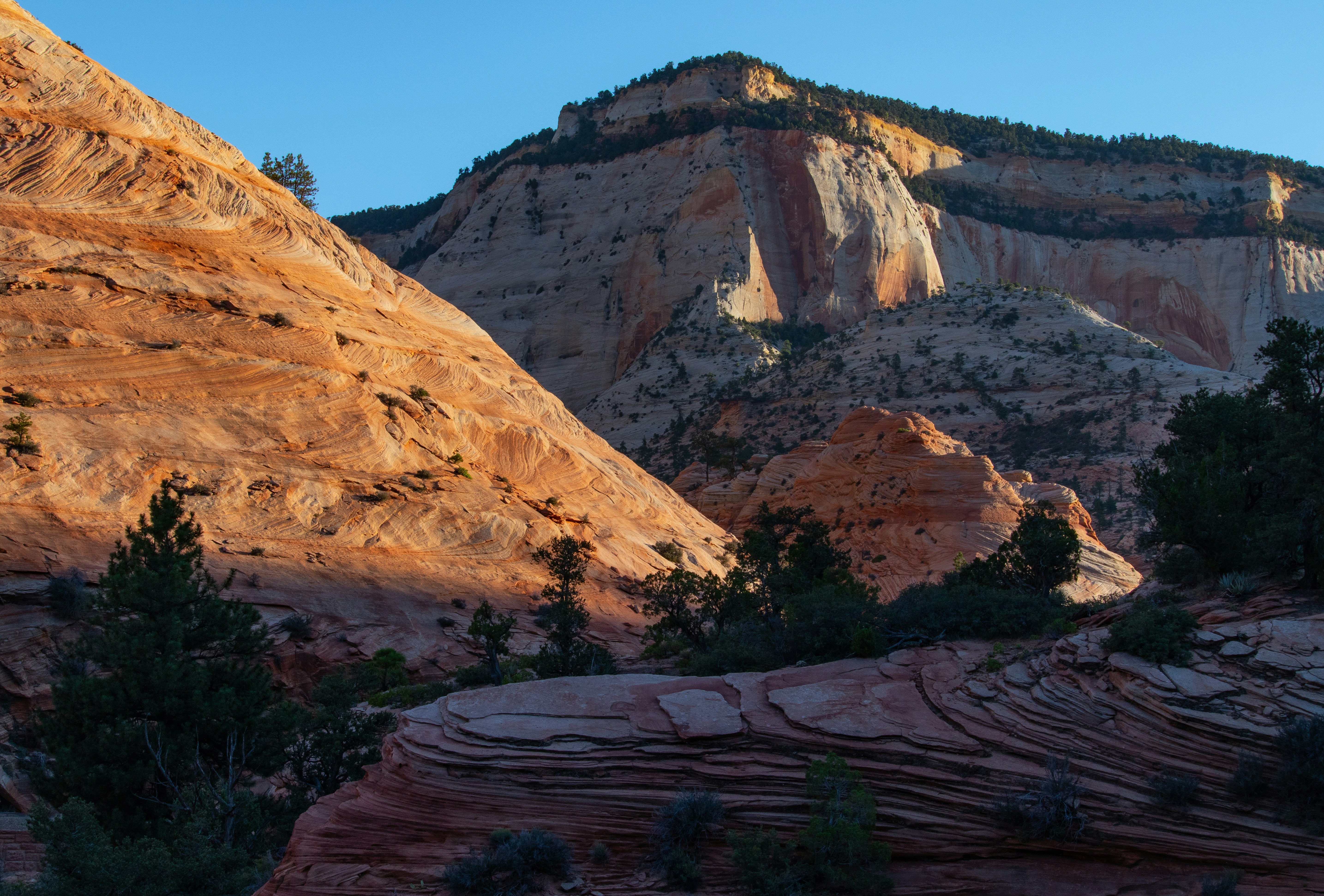 Sunlit, layered sandstone cliffs rise above weathered rock formations with sparse pines framing the foreground in a quiet desert canyon.