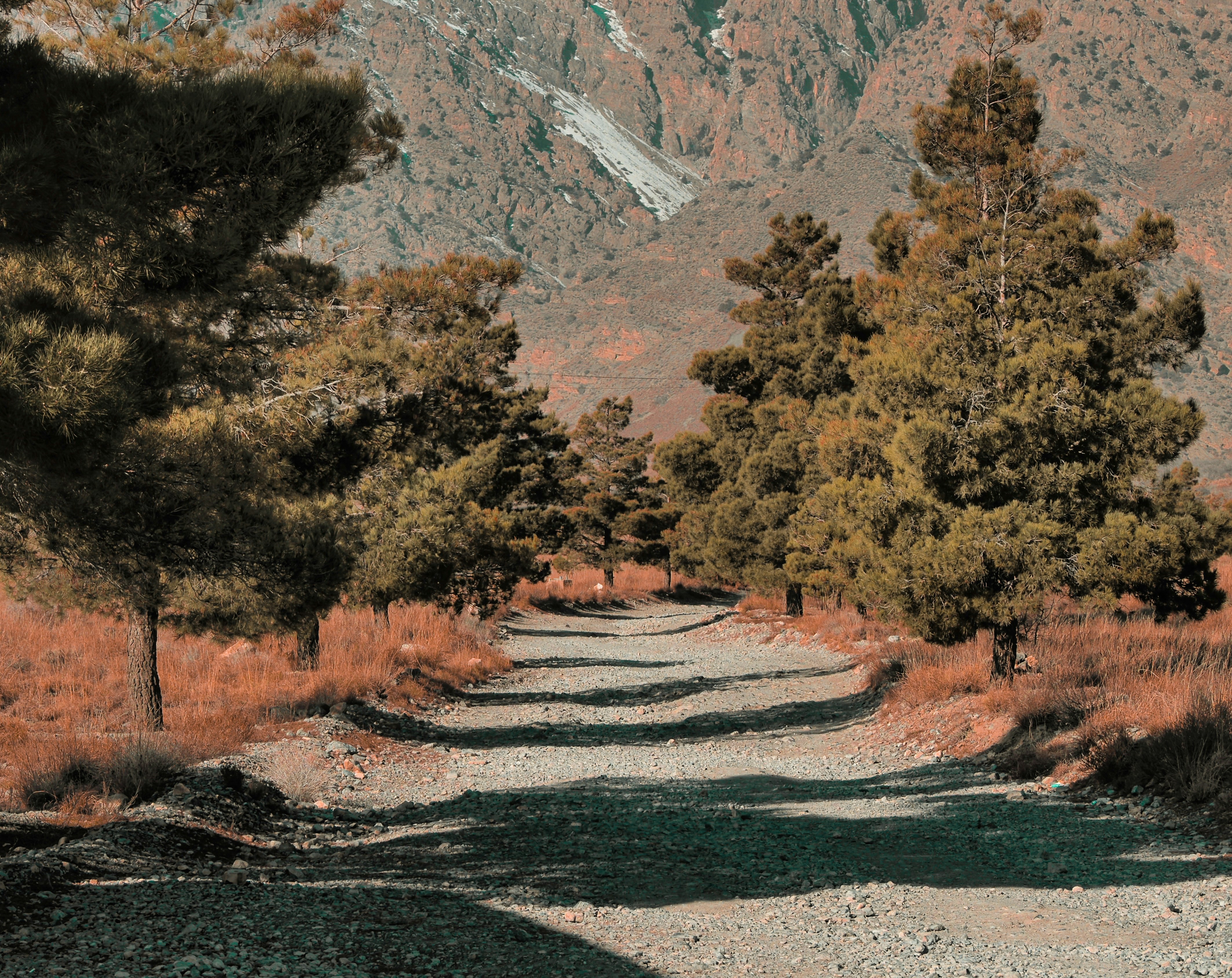 Dusty Road Through Conifer Canyon
