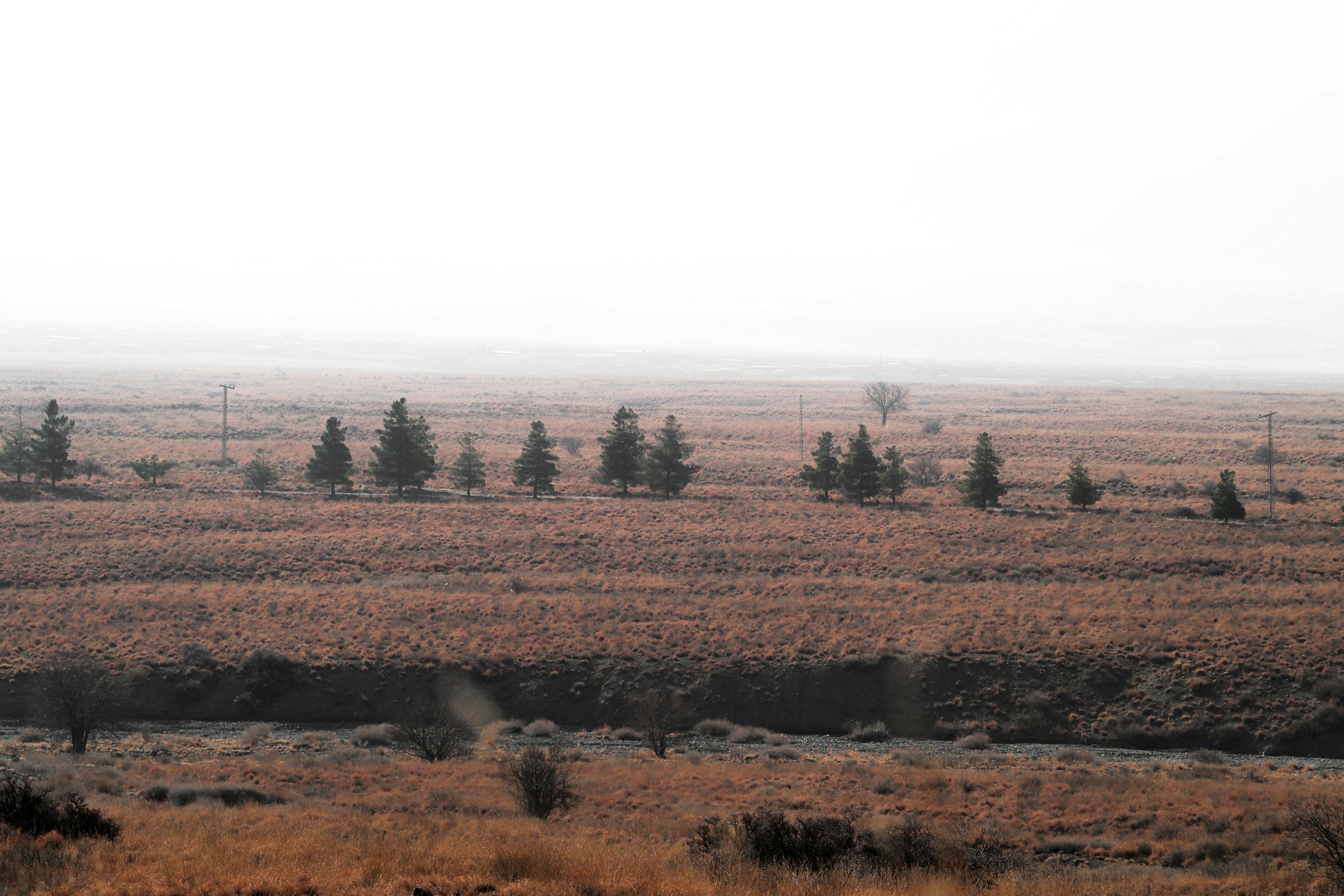 Mist-Lined Plain: Row of Pines Breaking the Horizon
