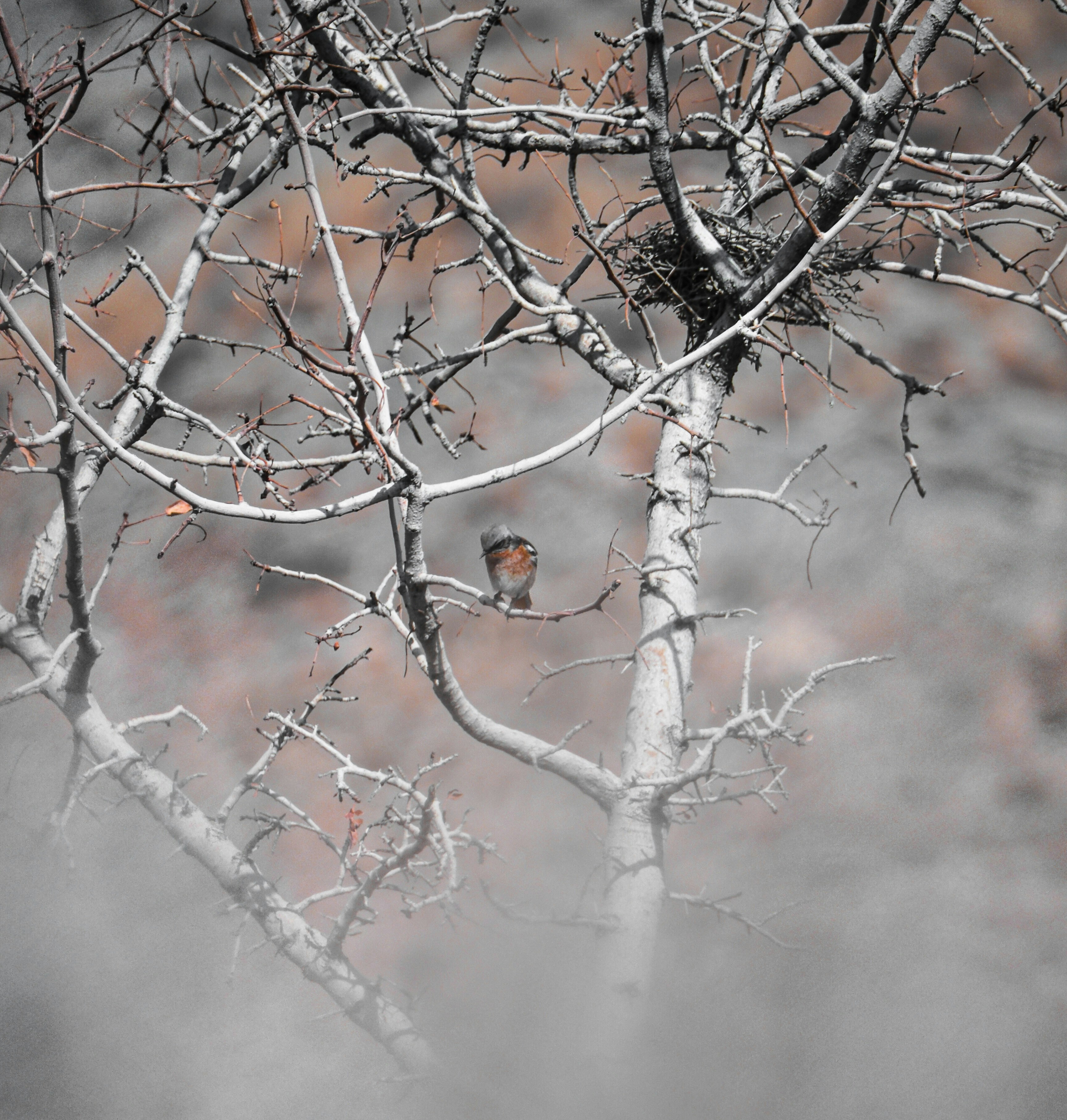 Tiny Ember in Winter Boughs