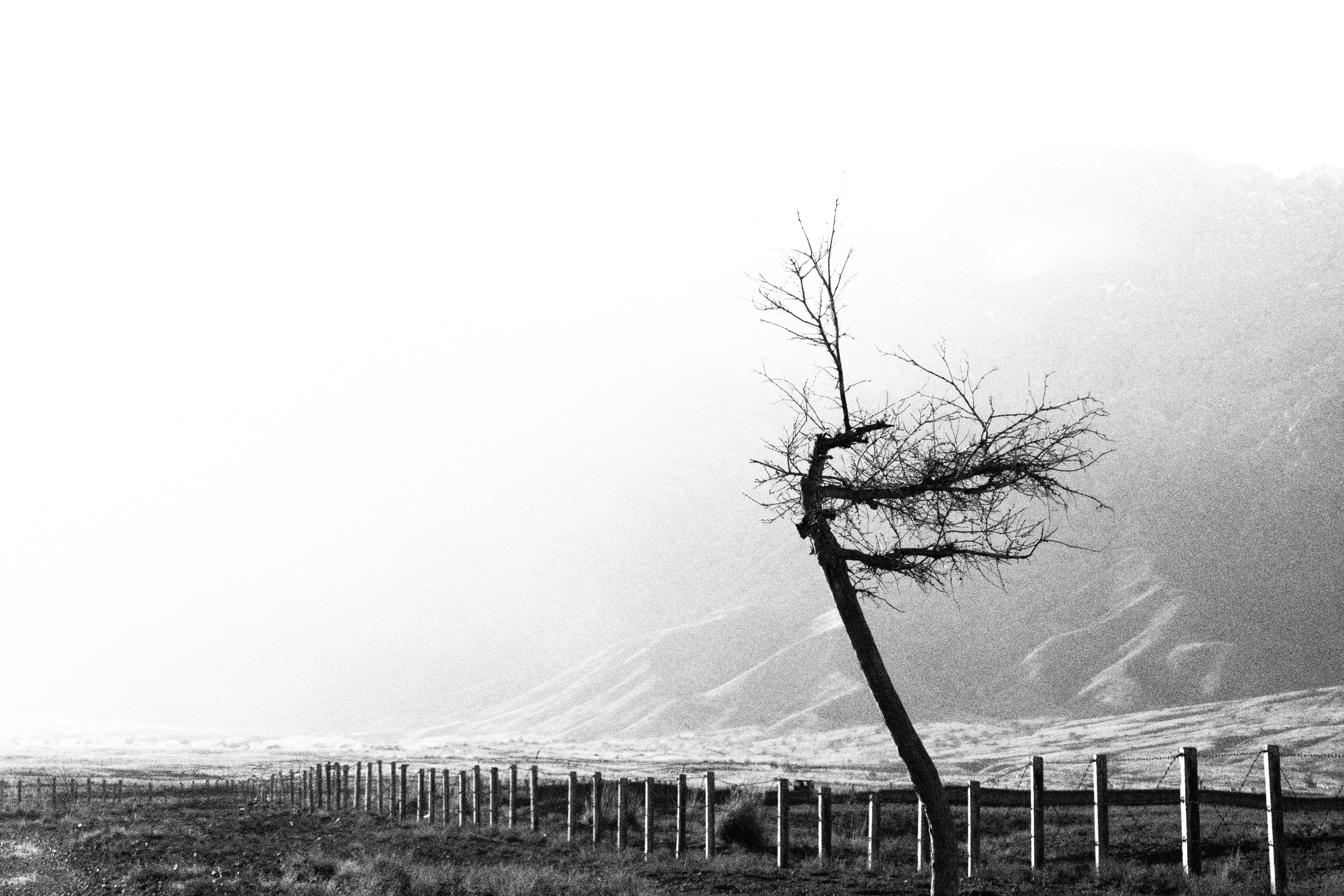 Lonely Tree at the Horizon Fence