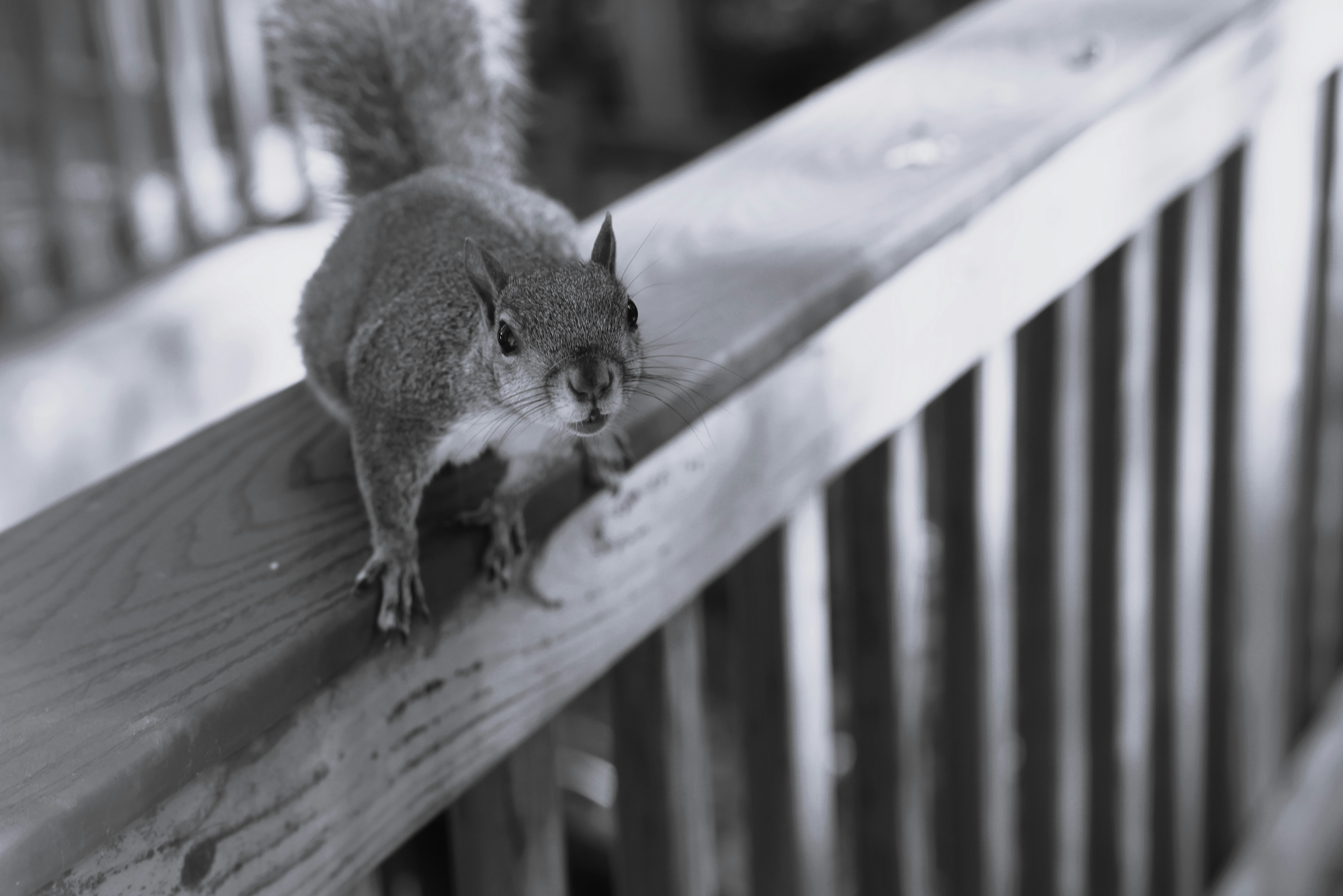 Squirrel on a Weathered Rail: A Quiet Moment on the Fence
