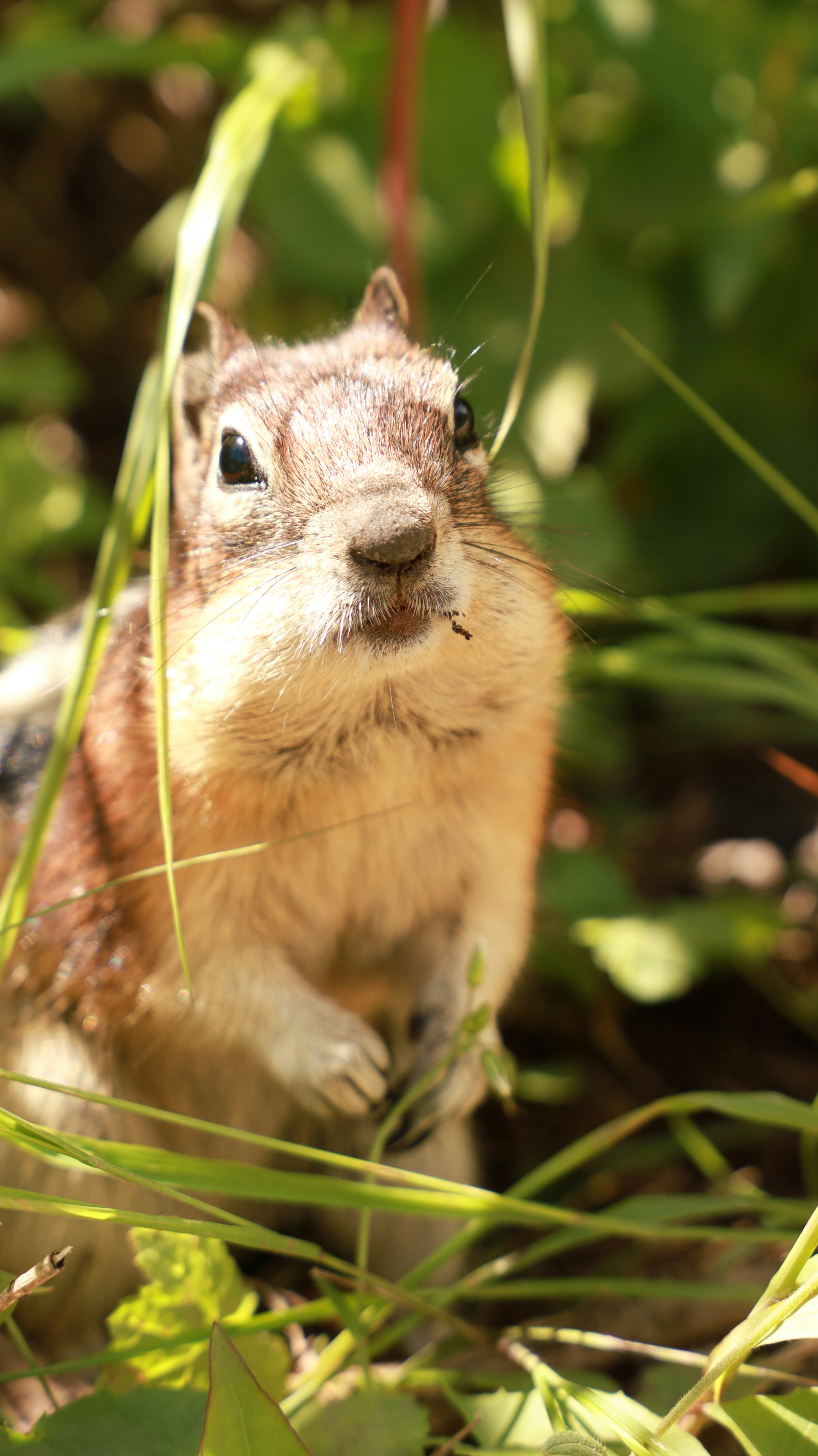 Curious Ground Squirrels: A Sunlit Pause in the Grass