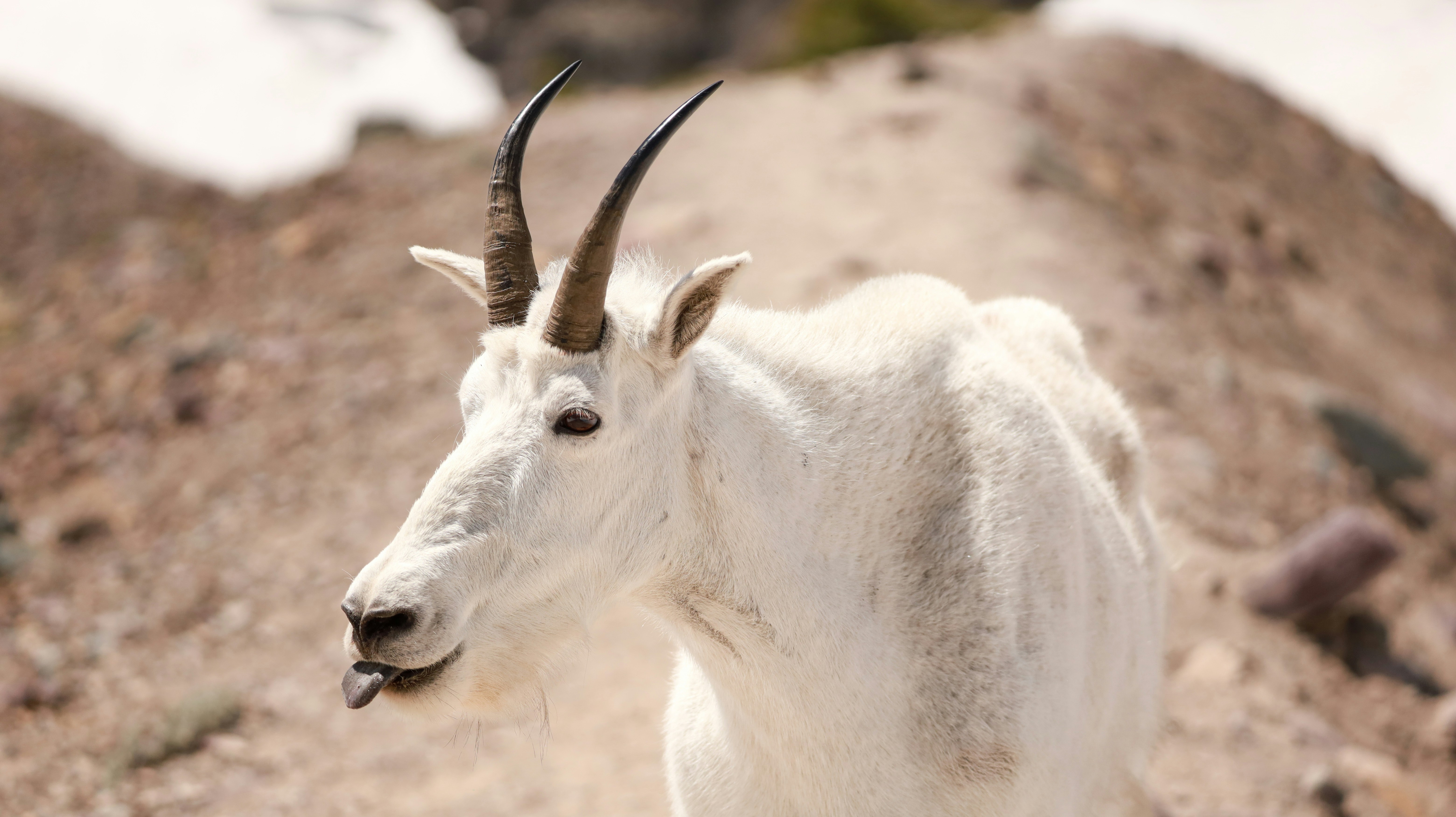 White Mountain Goat Portrait Against Rugged Terrain