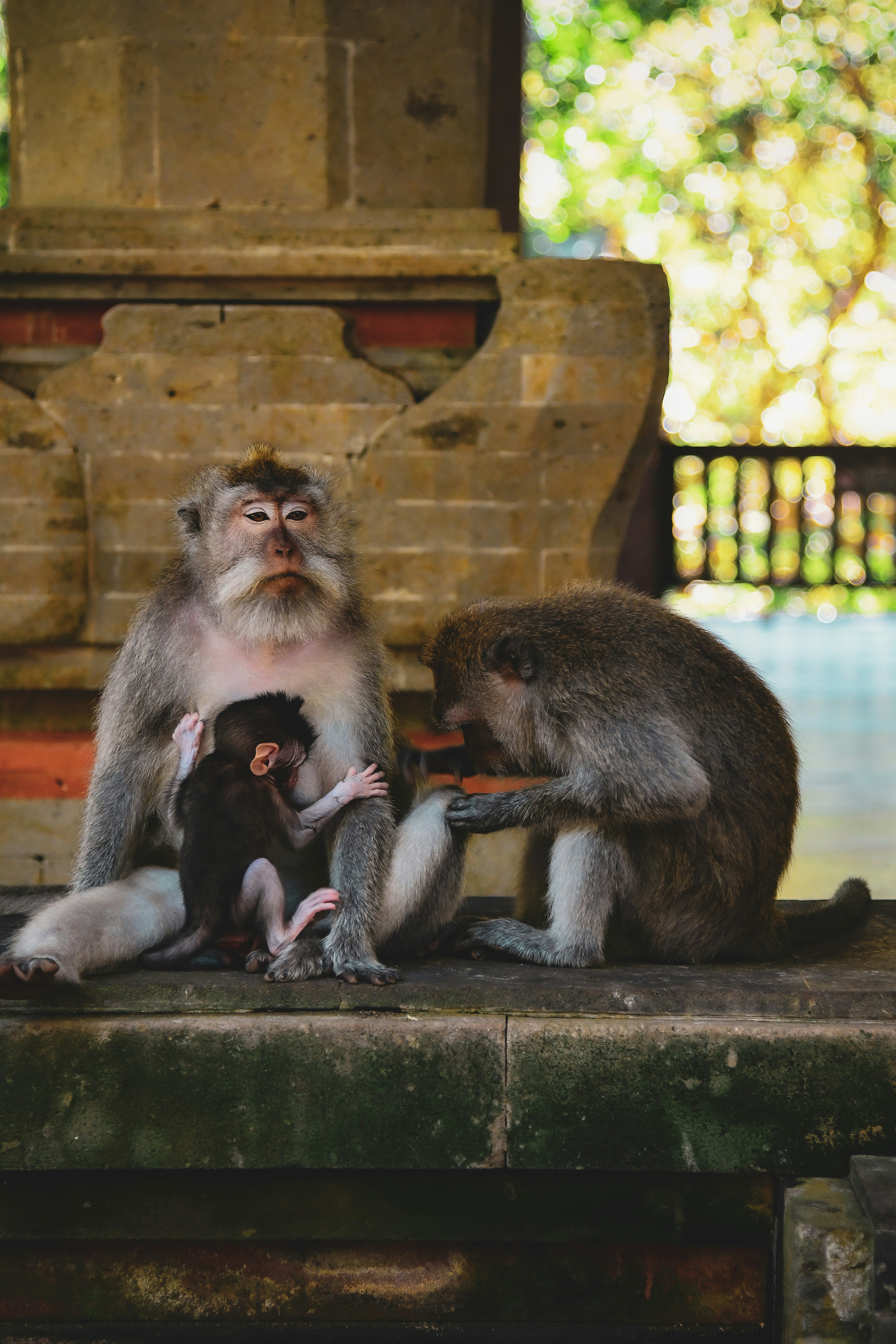 Mother and Cubs: A Quiet Nest by the Stone Pillar