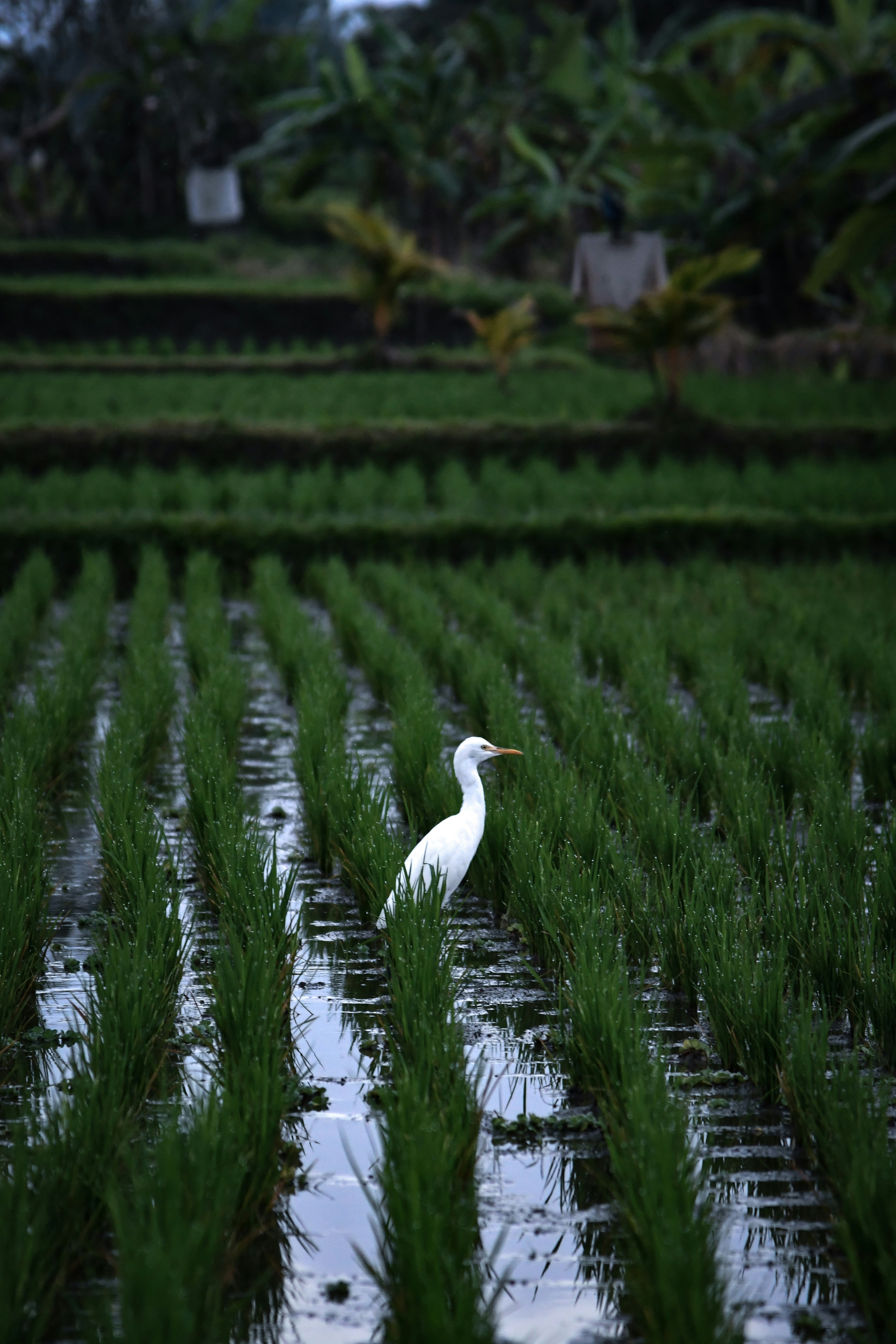 White Heron Among Neon Rice Rows at Dusk