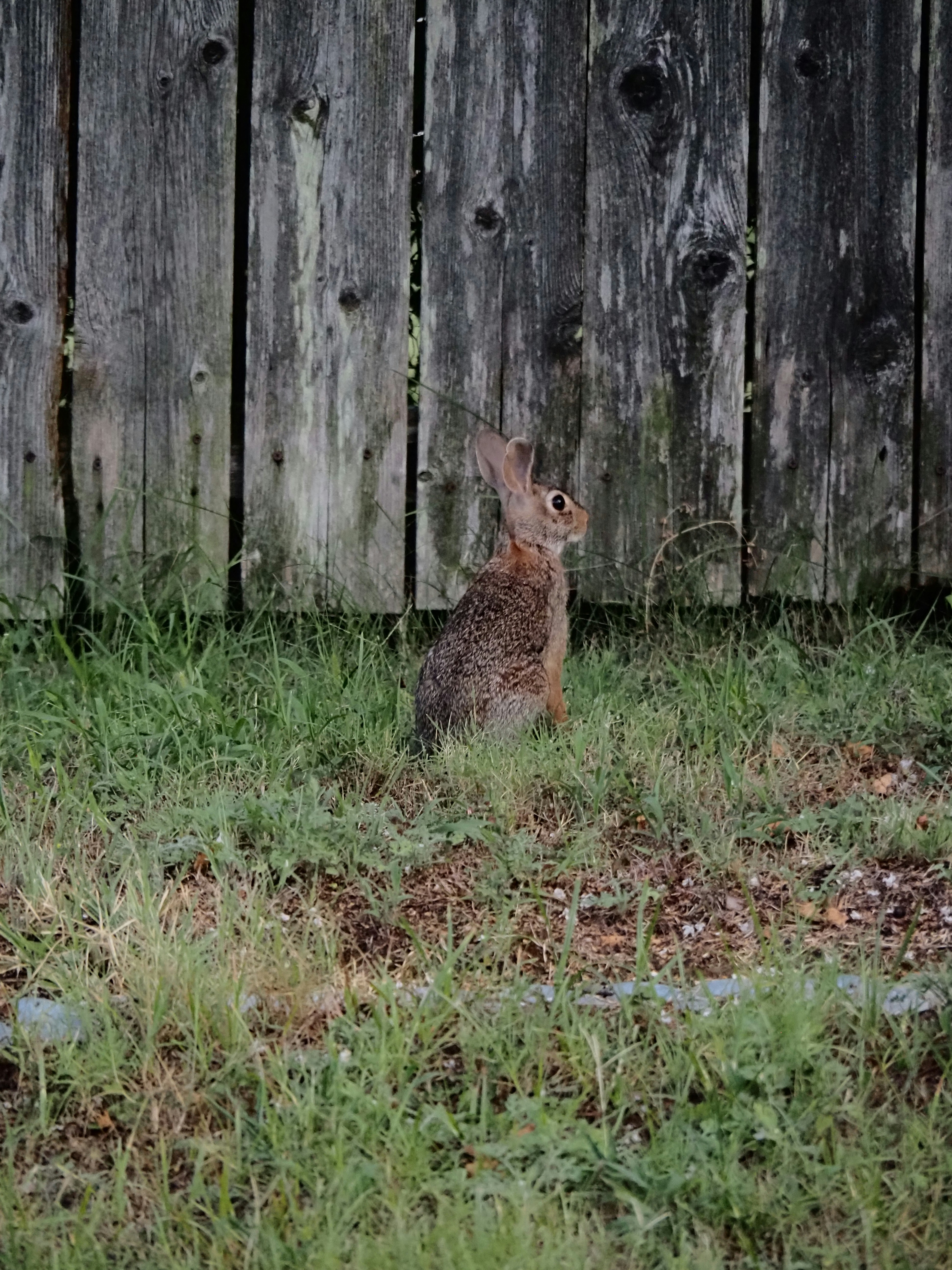 Squirrel Sentinel by Weathered Planks