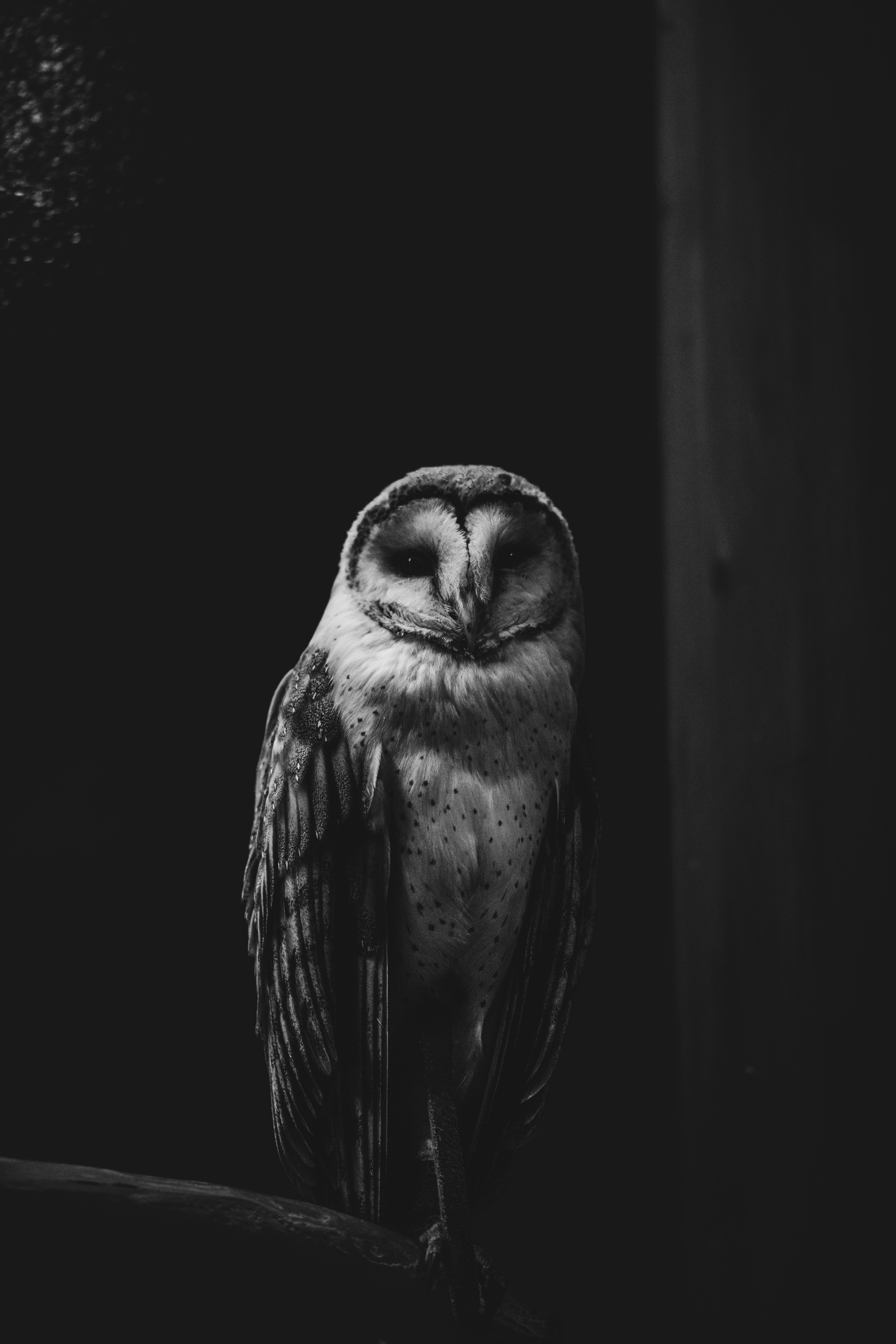 Nocturnal Sentinel: The Heart of Darkness