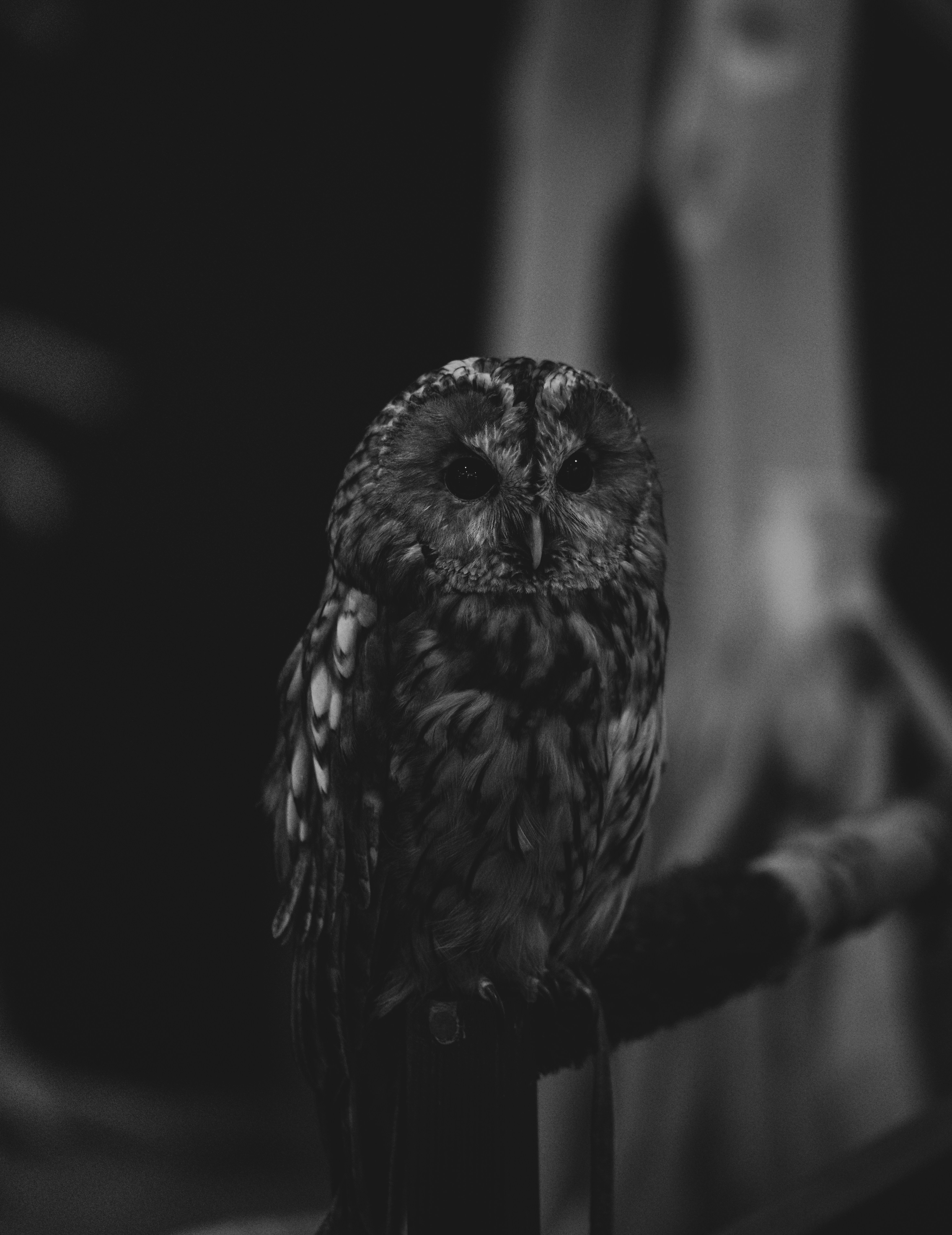Midnight Watcher: A Quiet Owl in Focus