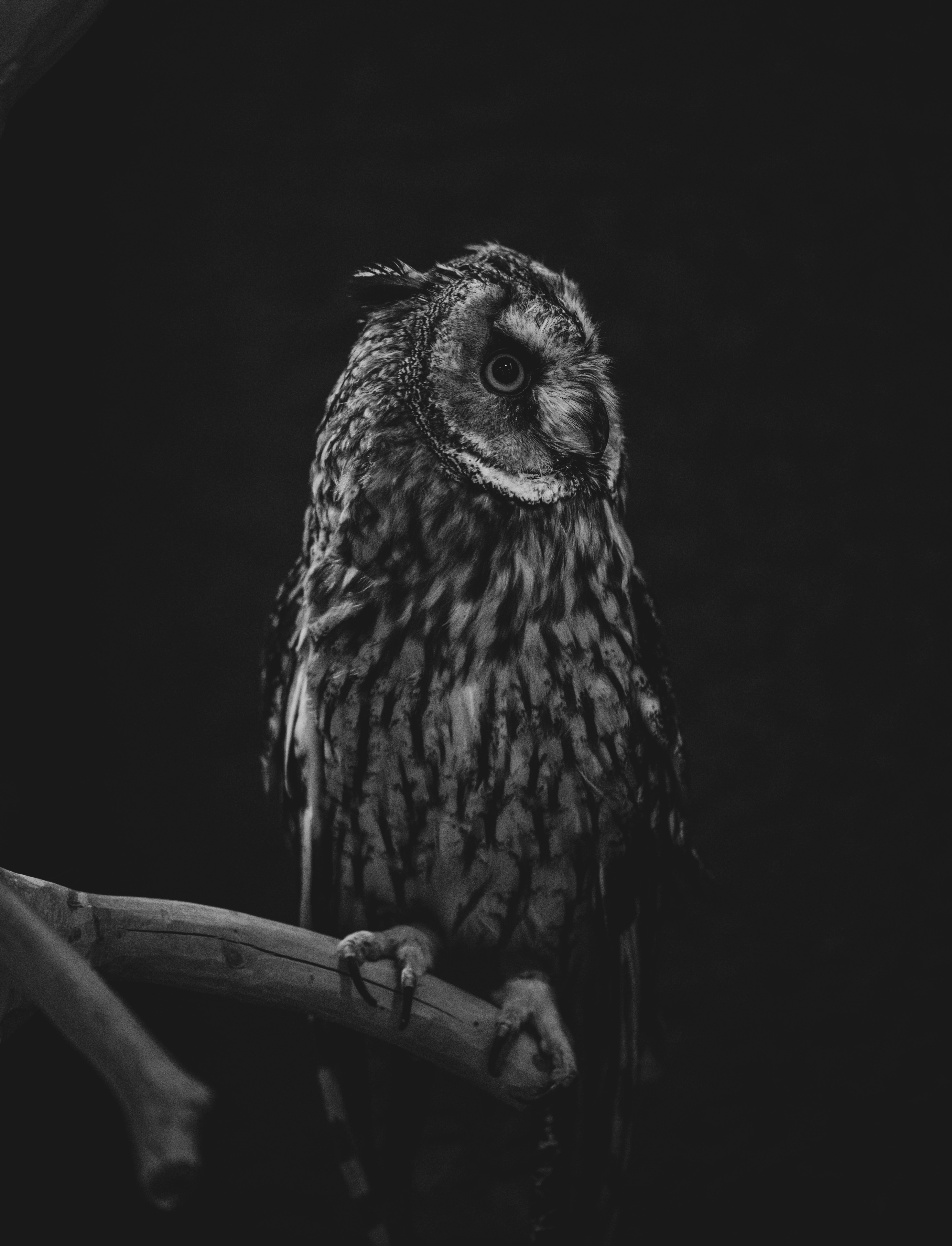 Nocturnal Watcher: An Owl in Quiet Focus