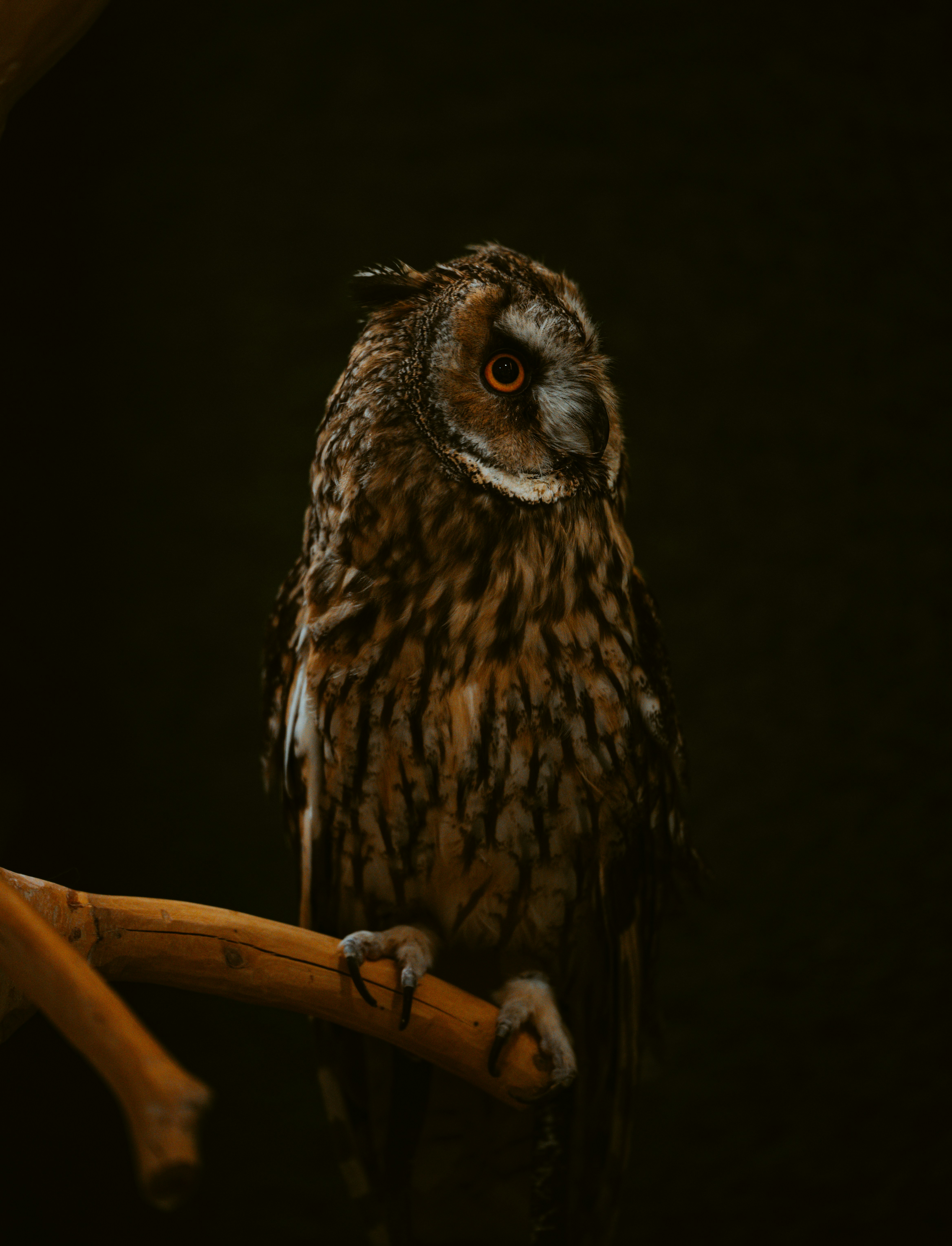 Night Owl on a Branch: Quiet Gaze in Dim Light