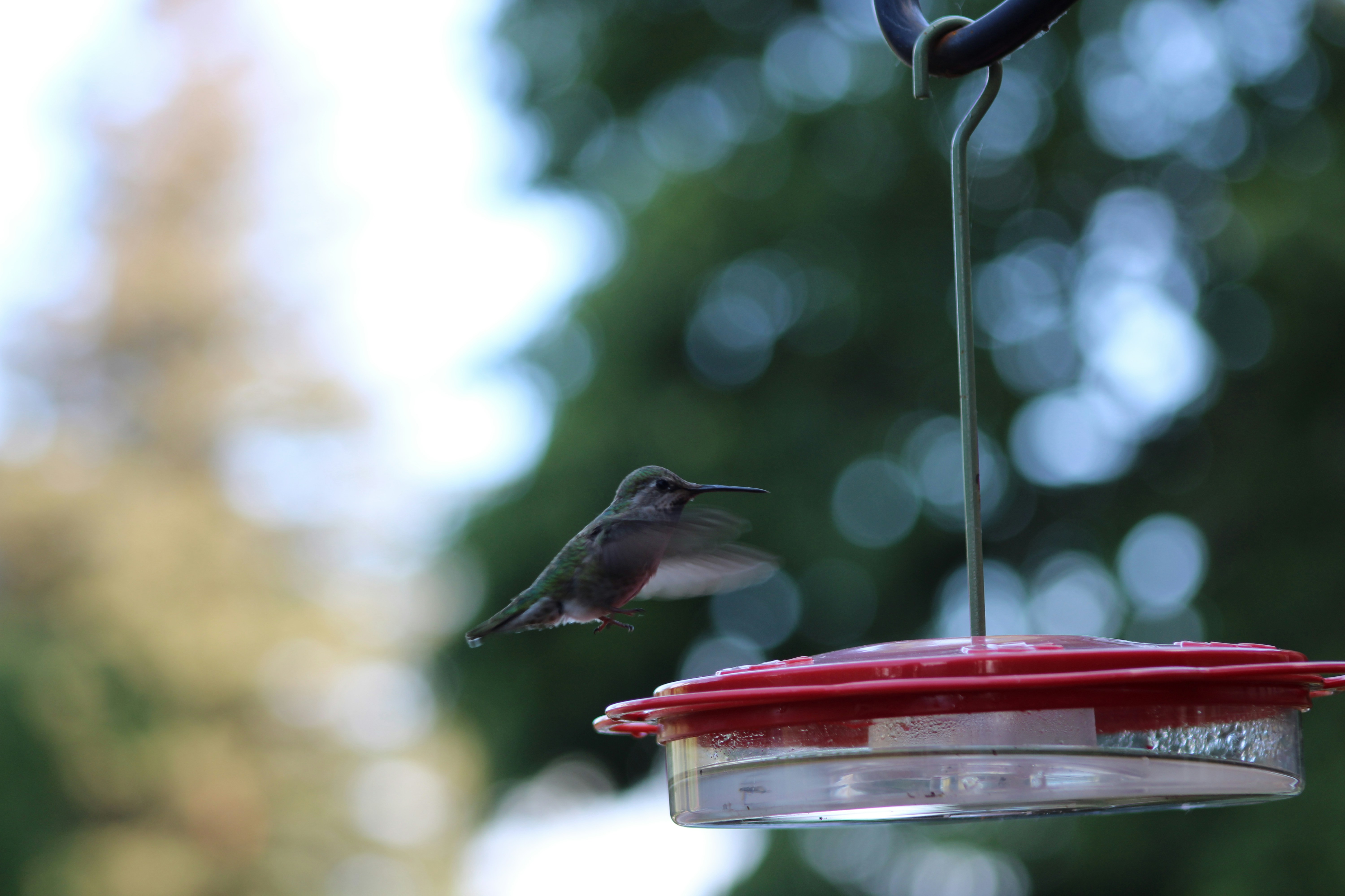 Hummingbird in mid-hover by a red-topped feeder