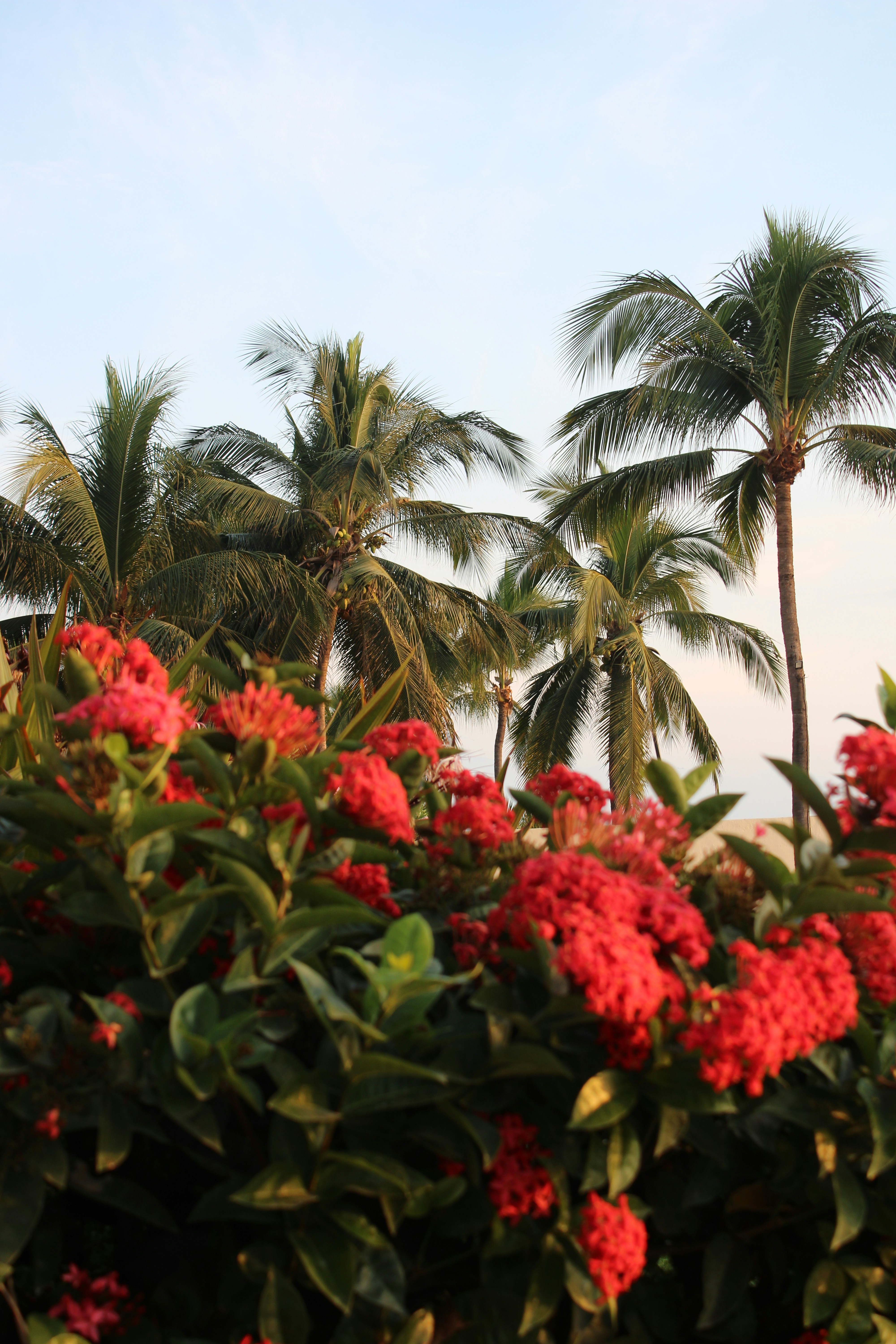 Tropical Bloom Foreground, Palm Canopy Backdrop