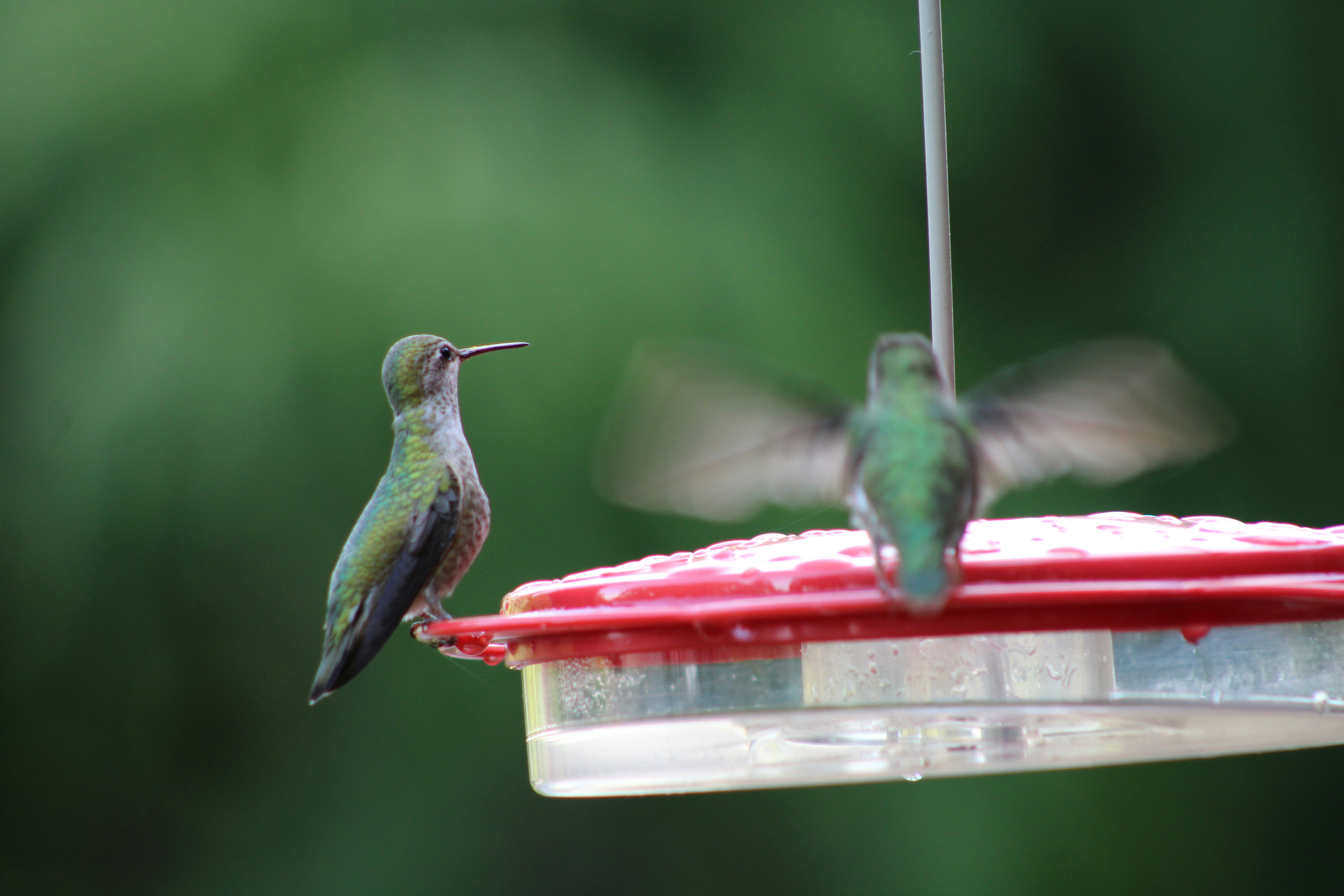 Hummingbirds at the Red-Top Feeder: a brief moment of hover and stillness