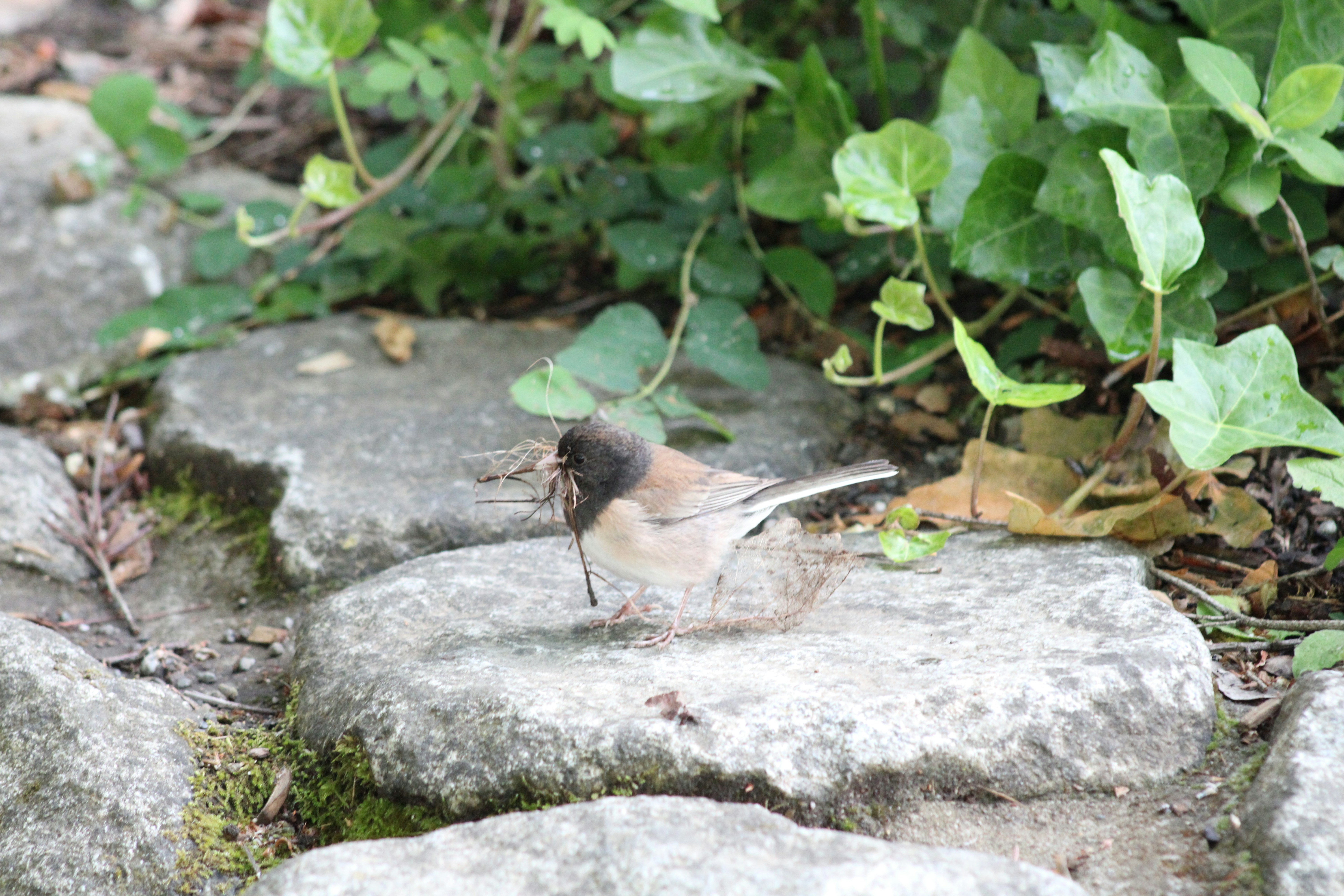 Stone Steps and Tiny Acrobat: A Sparrow on Weathered Granite