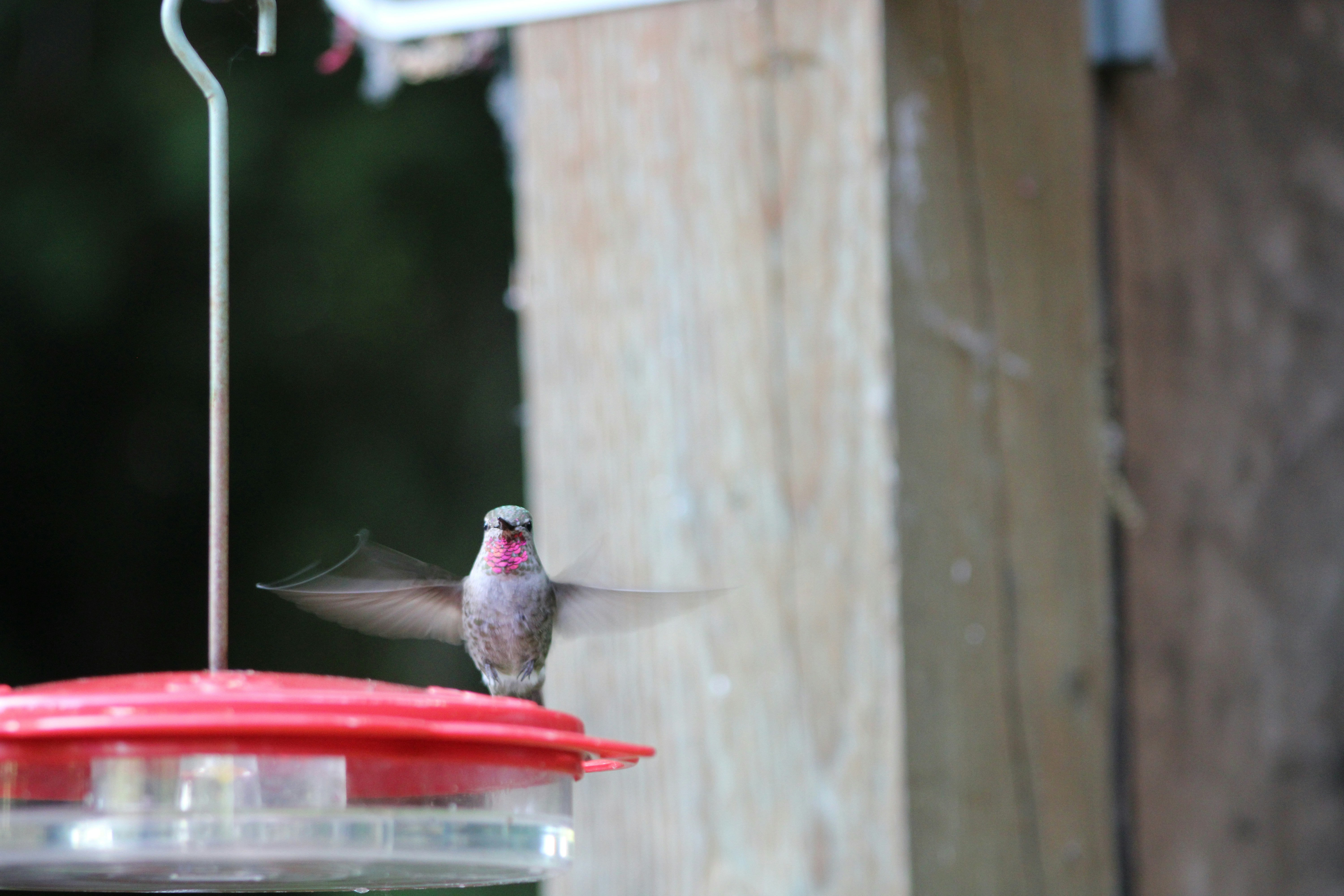 A tiny hummingbird hovers near a red-lidded feeder in a garden setting, captured with a shallow depth of field that blurs the background. This is a candid nature moment focused on the bird and its feeder.