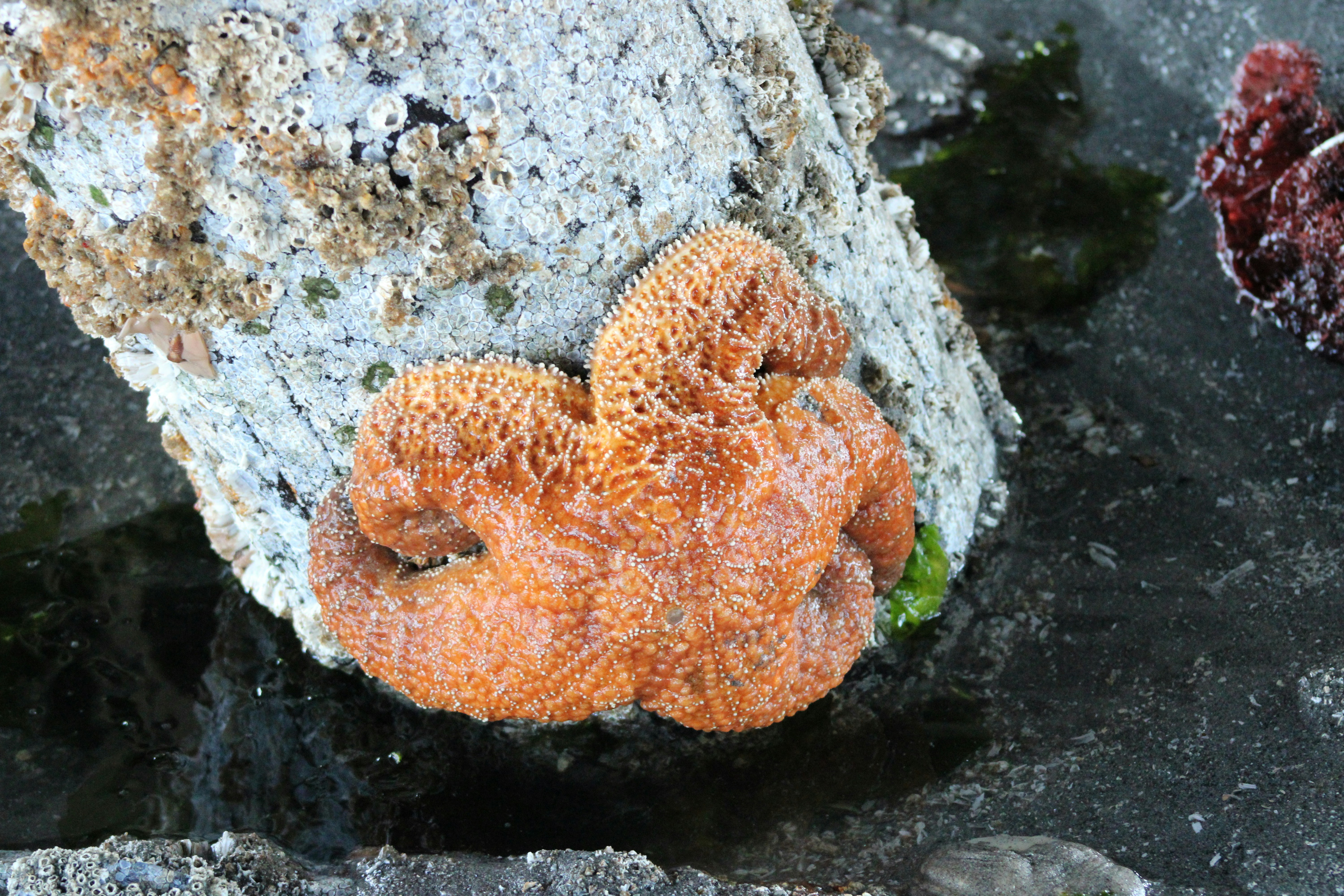 Orange organism on a frozen rock: a close-up of coral-like growth amidst ice
