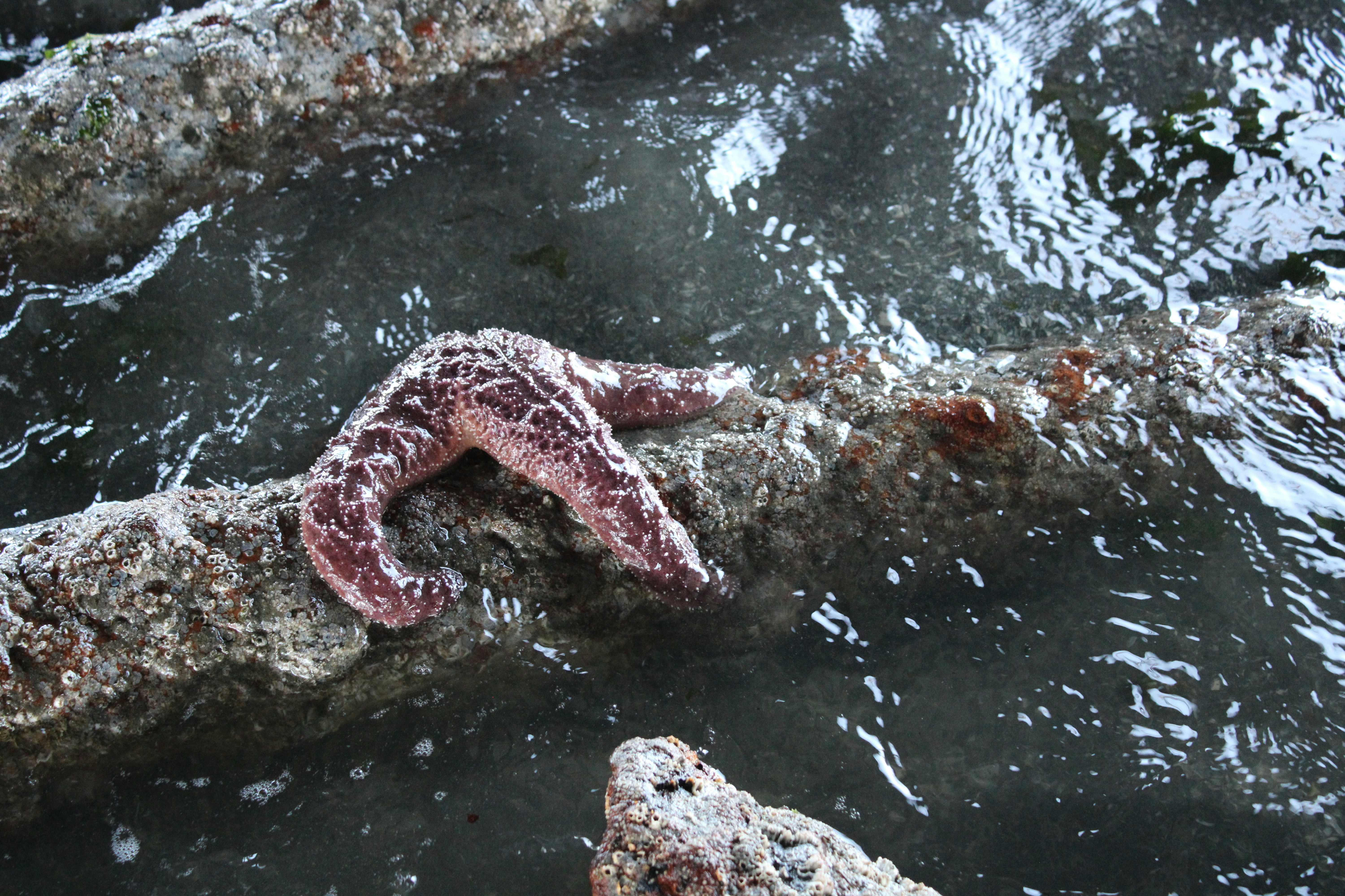 Salted Curves: A Frozen Tangle on Weathered Stone