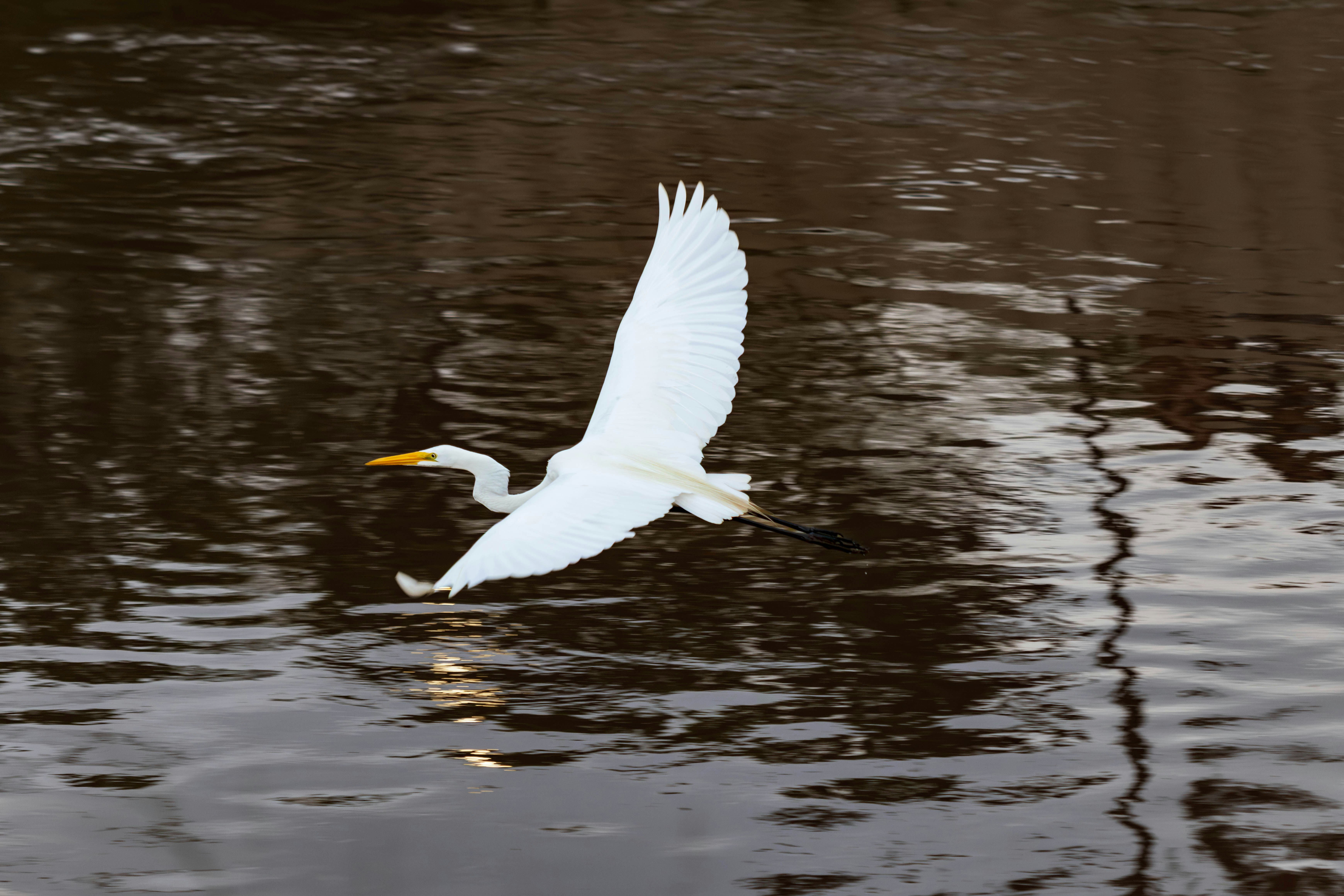 White Heron in Quiet Descent over Reflective Water