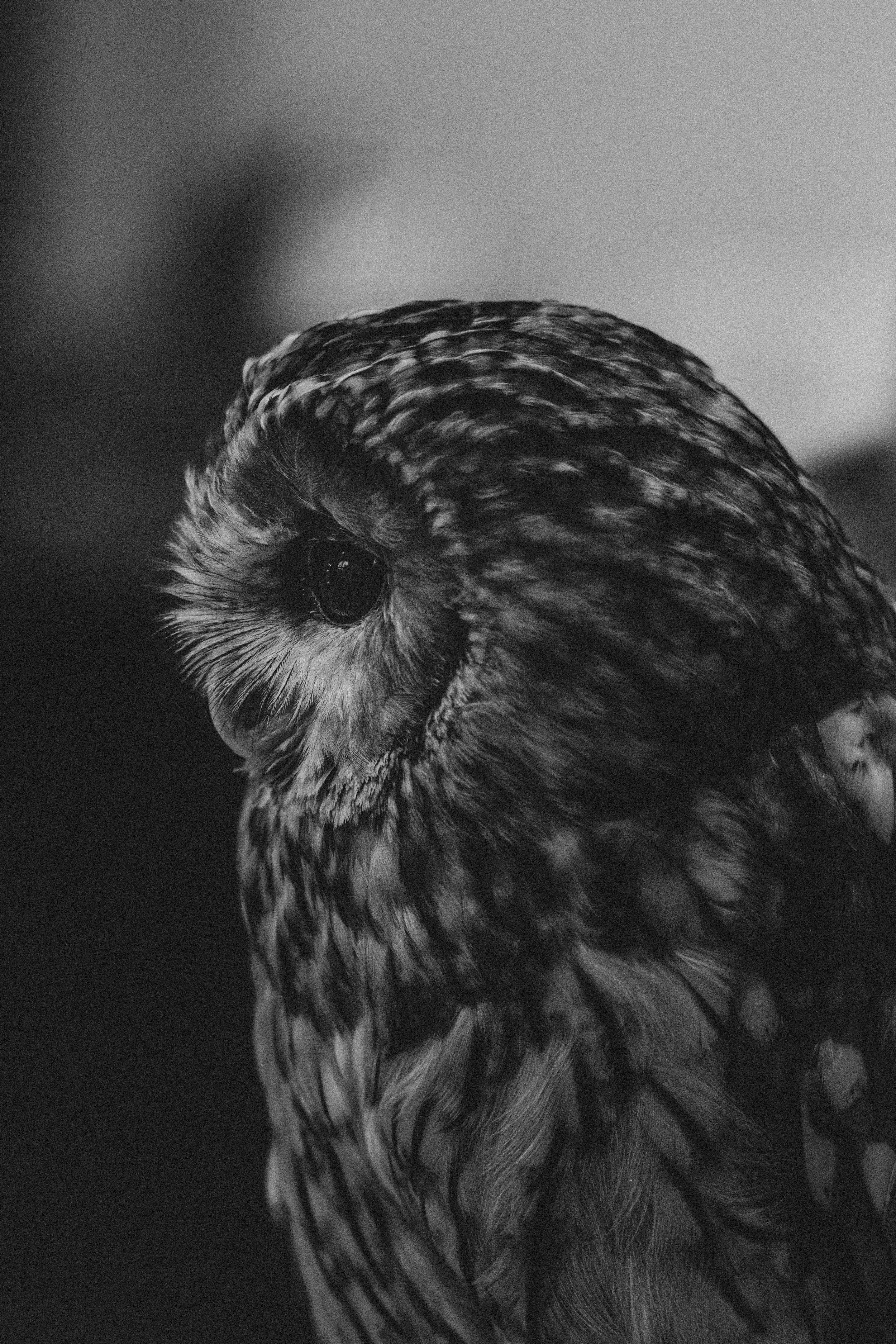 Moonlit Owl Portrait: A Quiet Watcher in Black and White