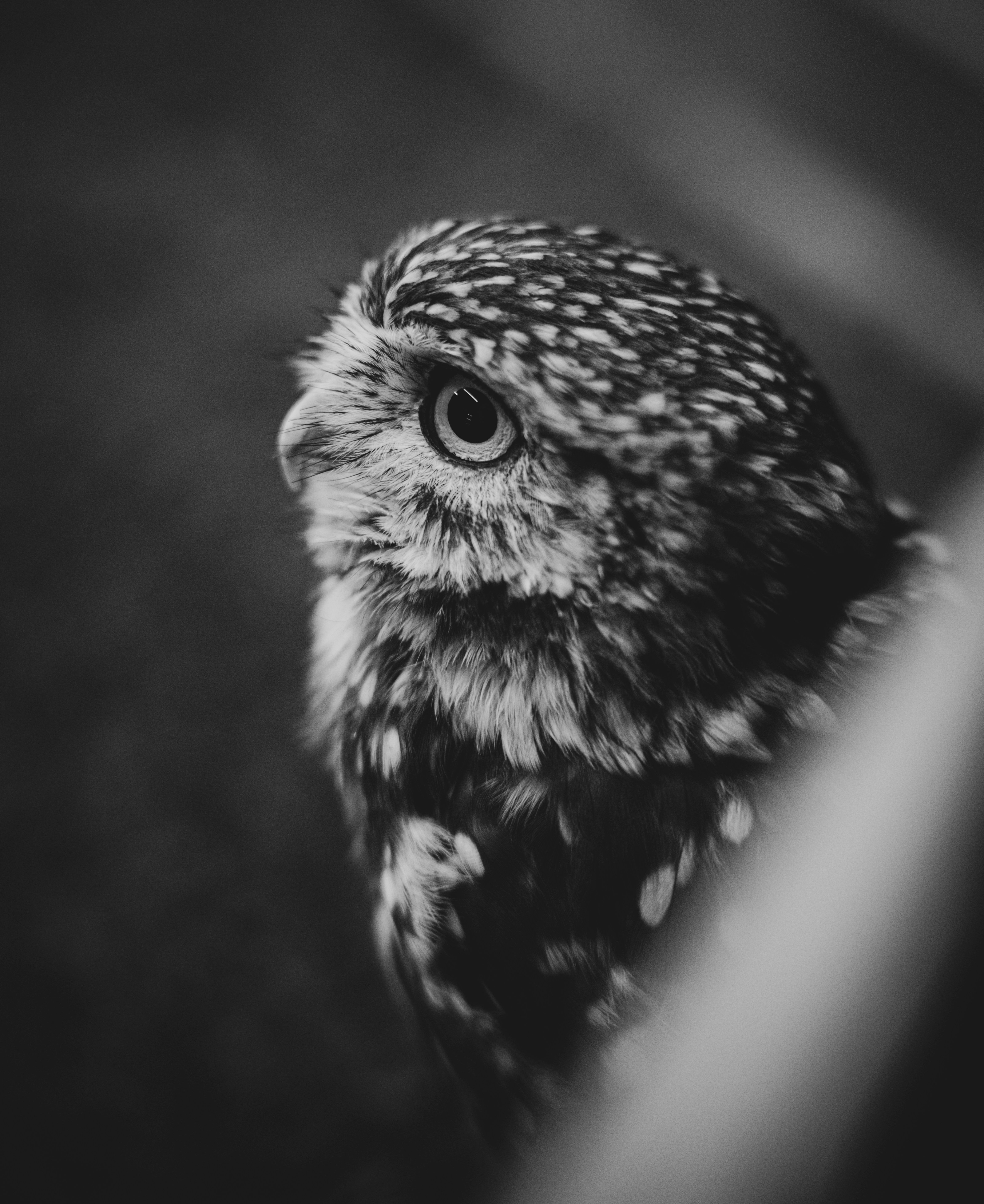 Lateafowl Gaze: A Black-and-White Portrait of a Spotted Owl juvenile
