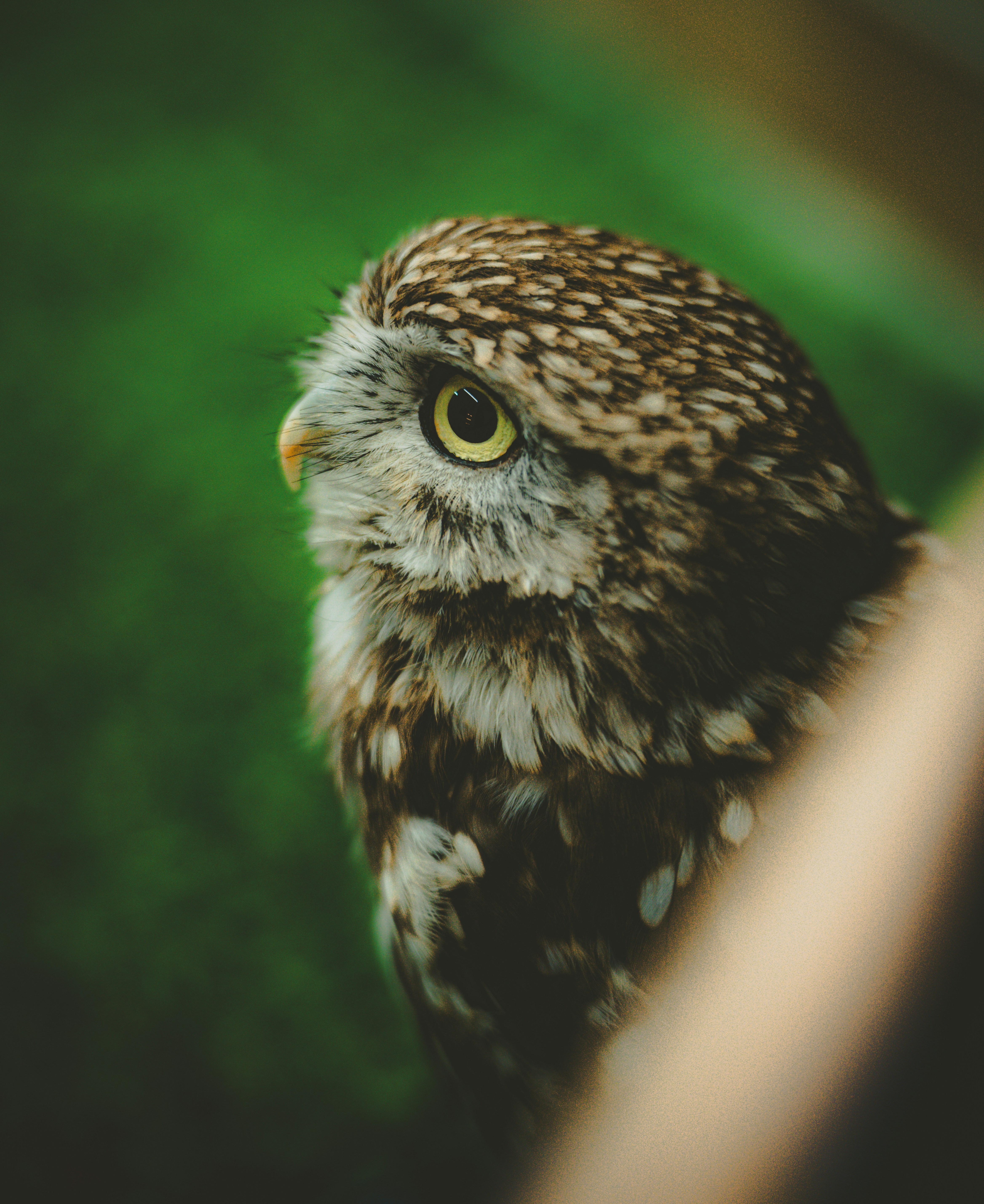 Emerald Gaze: Close-up of a Burrowing Owl in Soft Focus