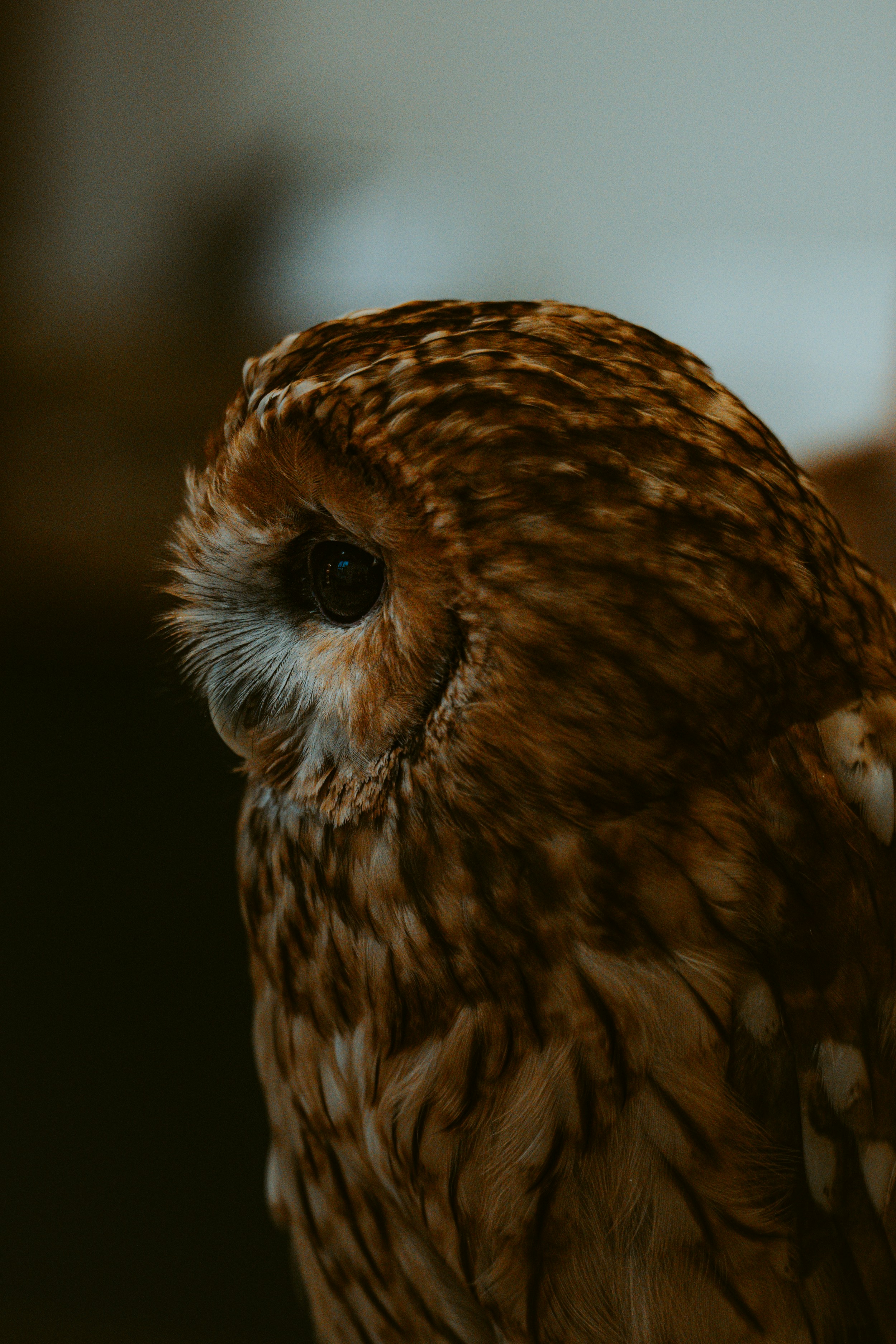 Midnight Watcher: Close-Up of a Dense Feathers and Insightful Eye