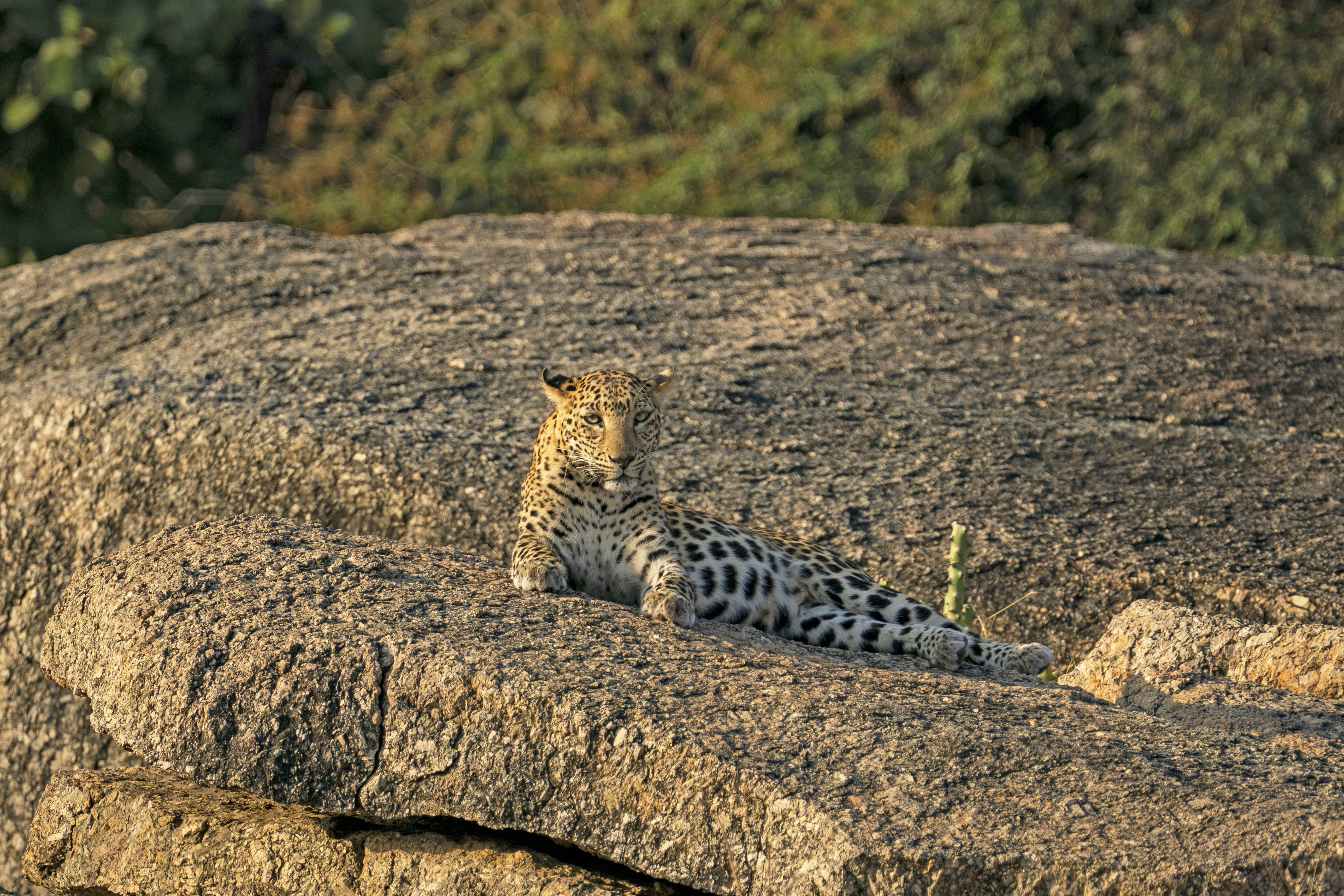 Cheetah on Bathstone: Quiet Vigil on Sunlit Slab