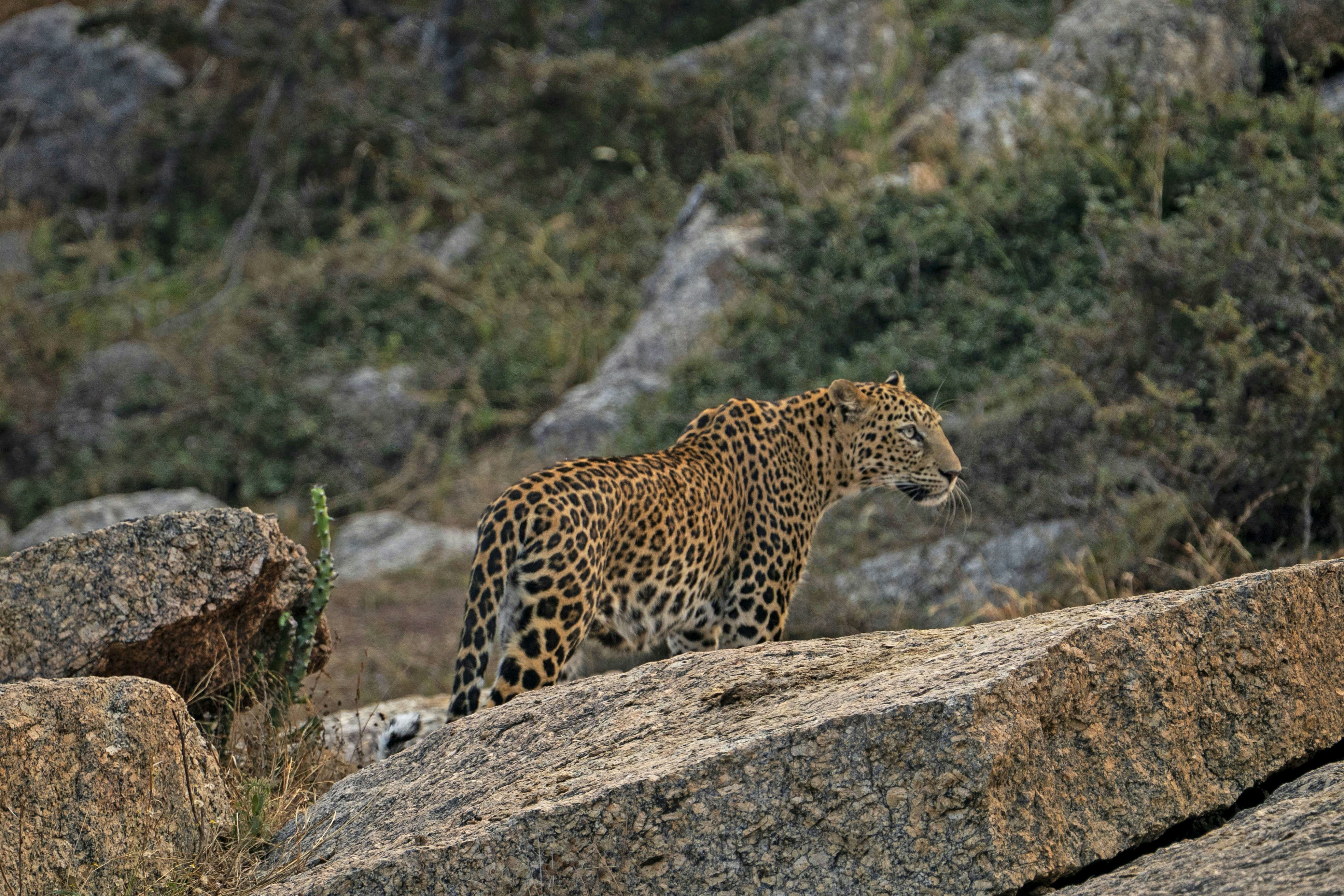 A leopard traverses rocky terrain with a backdrop of scrub and boulders, emphasizing its stealth amid rugged landscape.