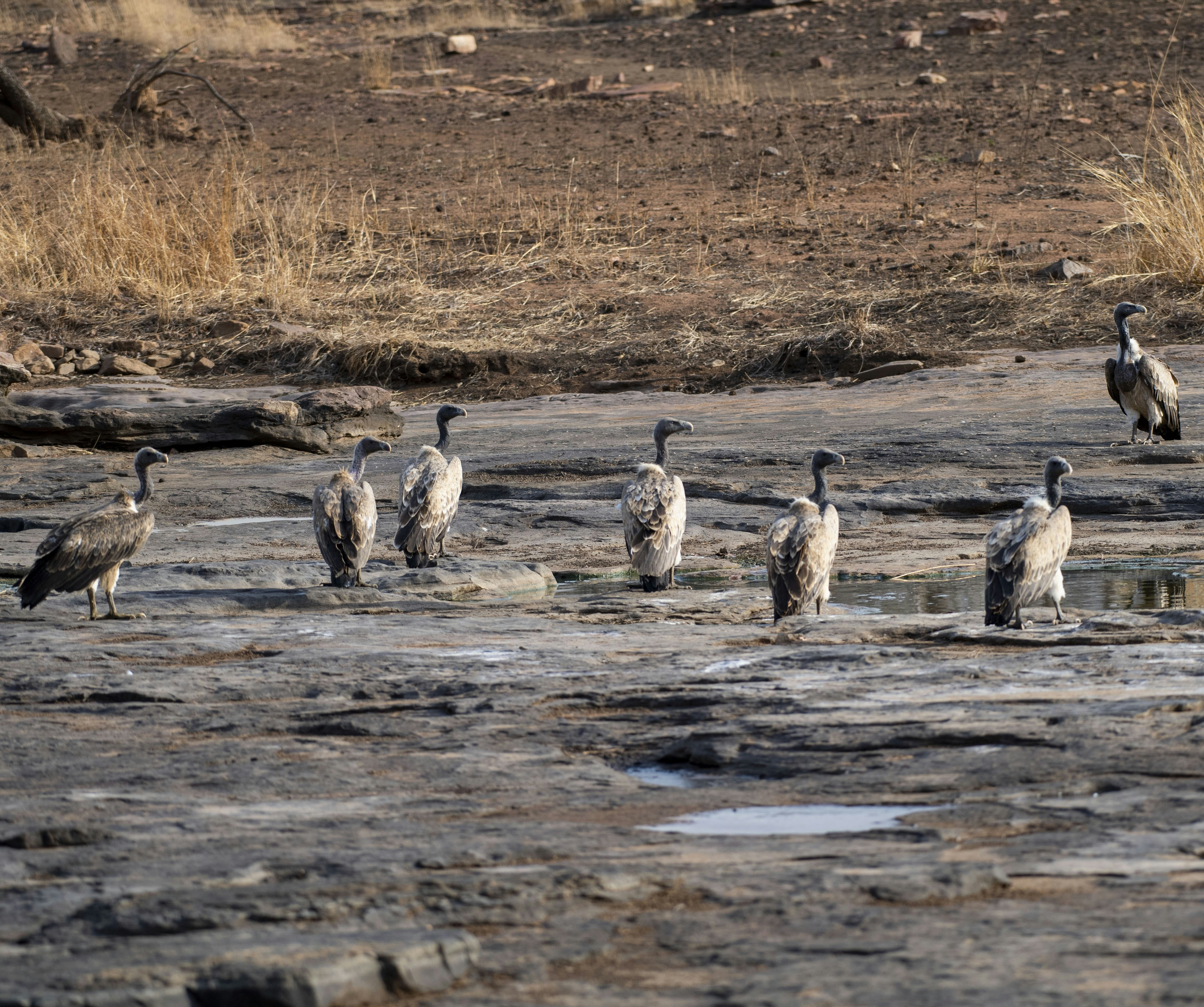 Concurrent Herons in a Mudflat Line