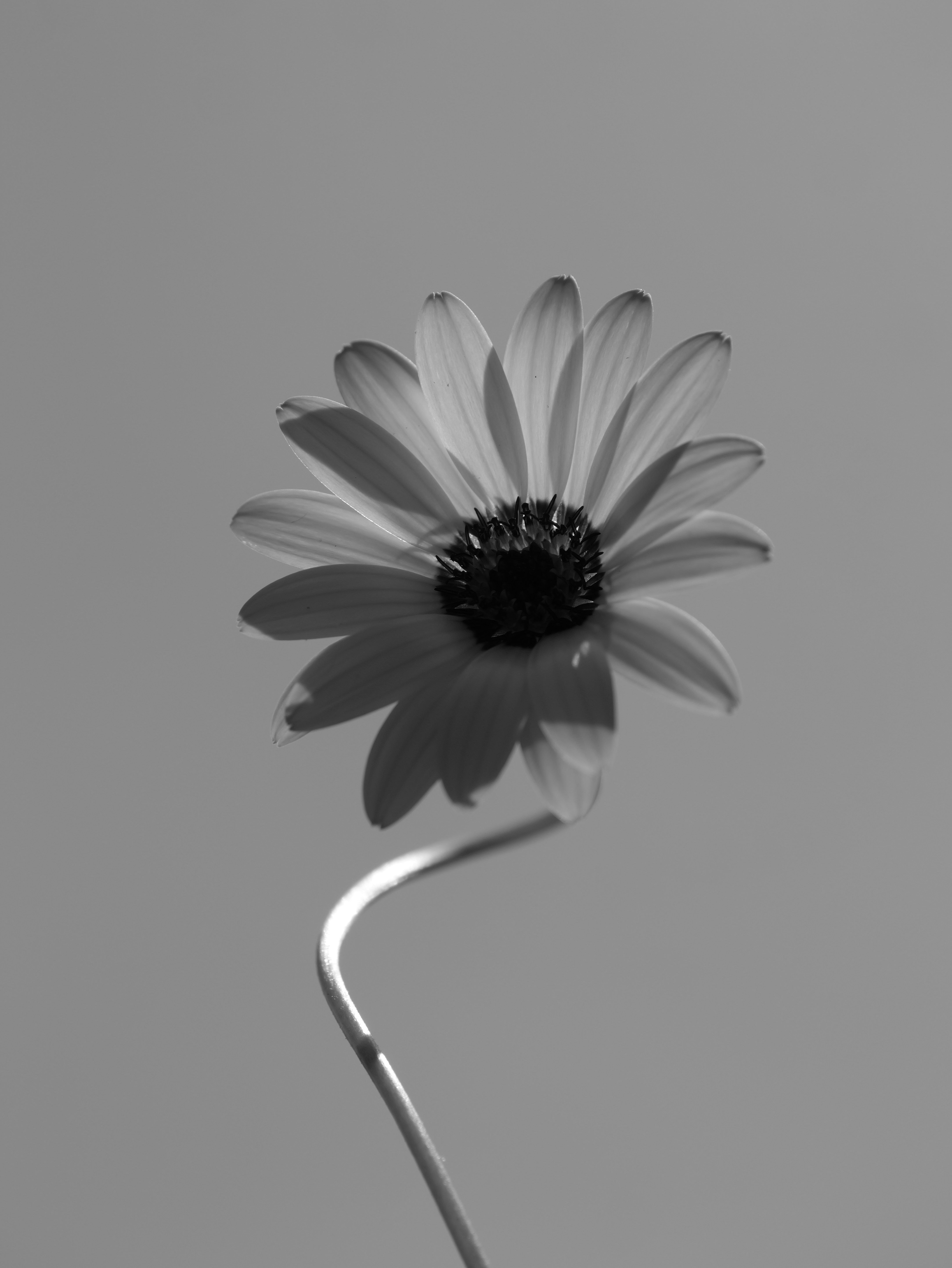 Graceful Daisy in Silhouette: A Minimalist Black-and-White Bloom