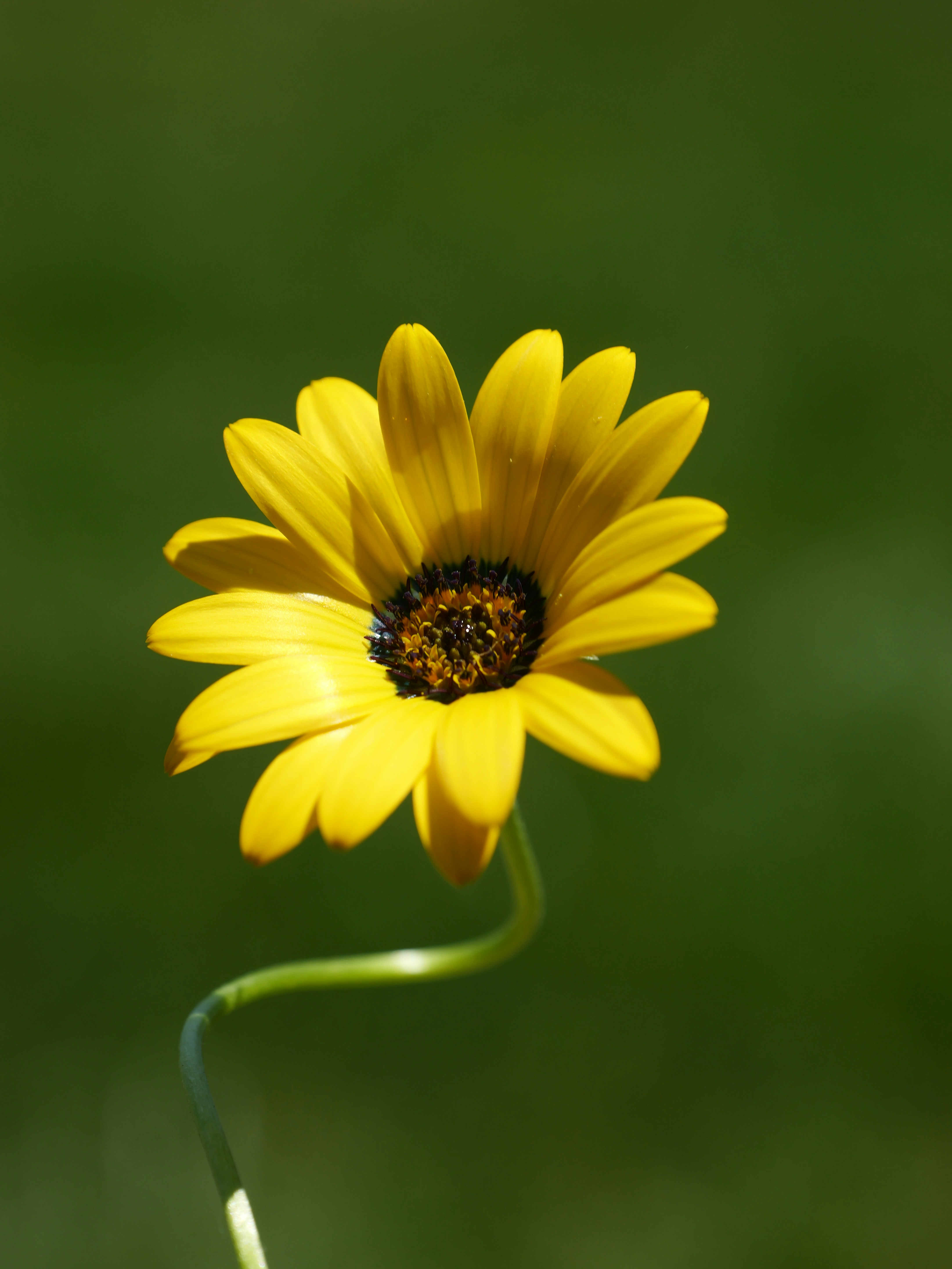 Sunny Bloom: A Golden Daisy Reaches for the Light