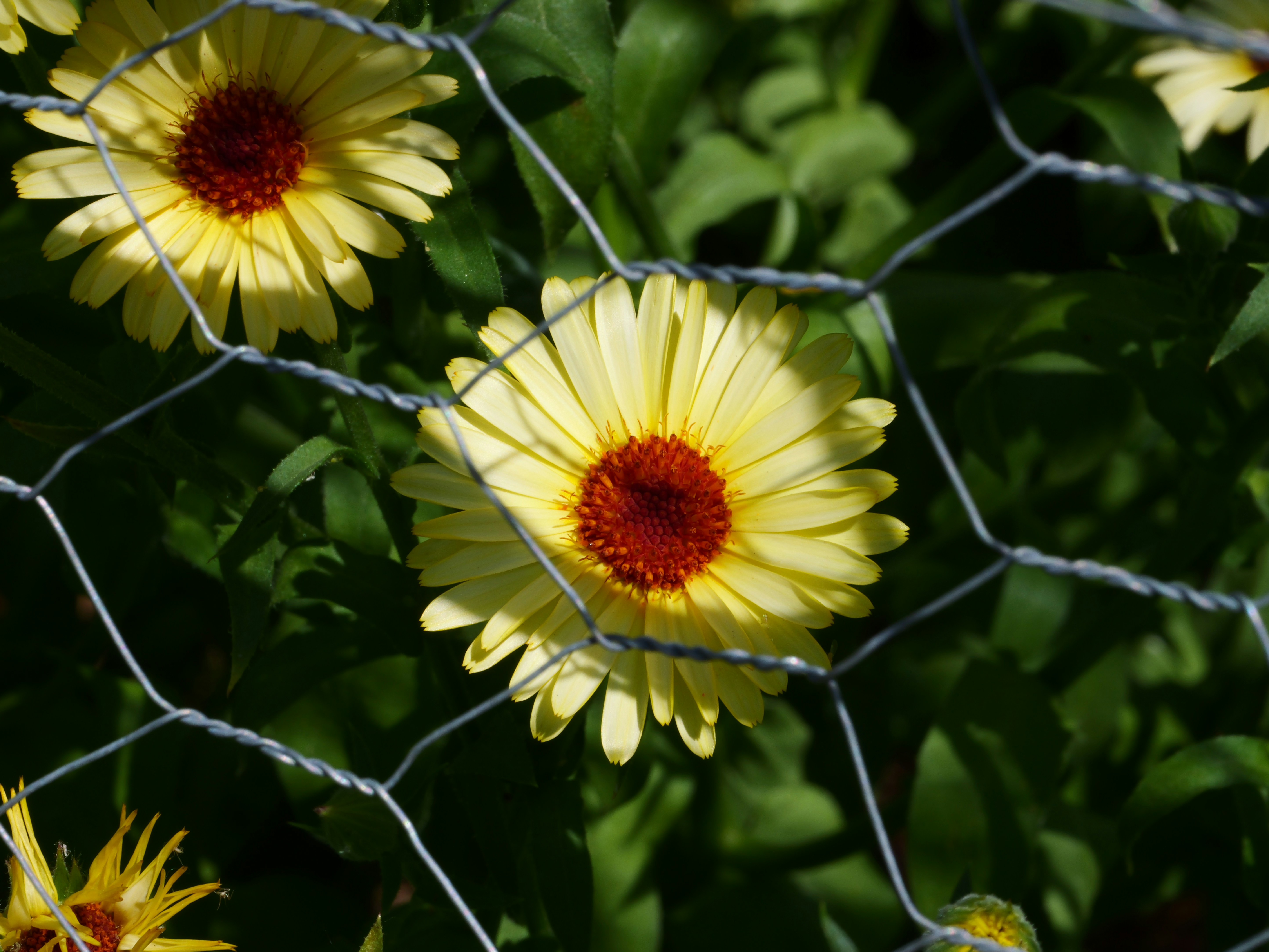 Sunlit Daisy Against Garden Mesh