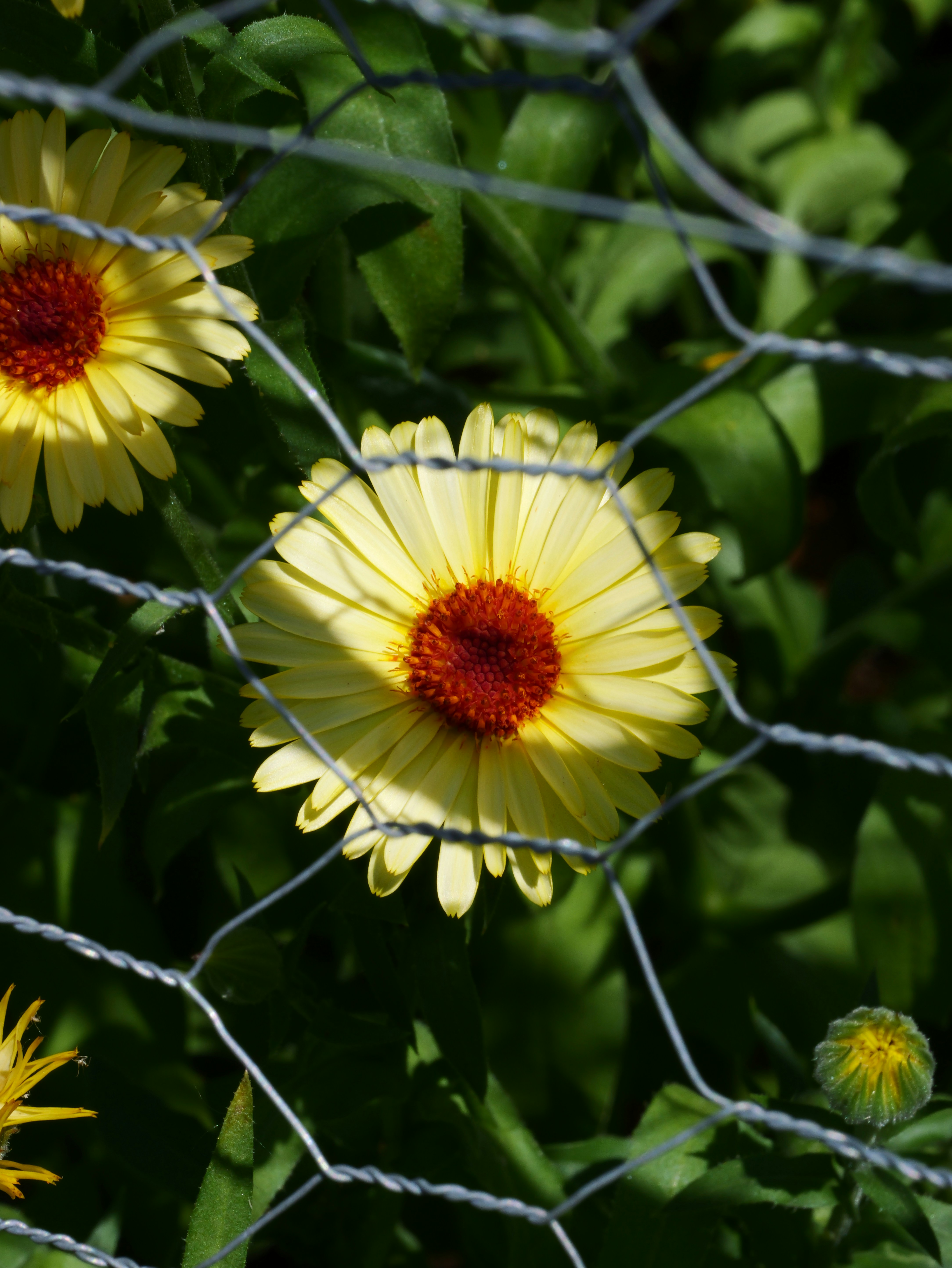 Sunlit Yellow Blossom Behind Wire Mesh