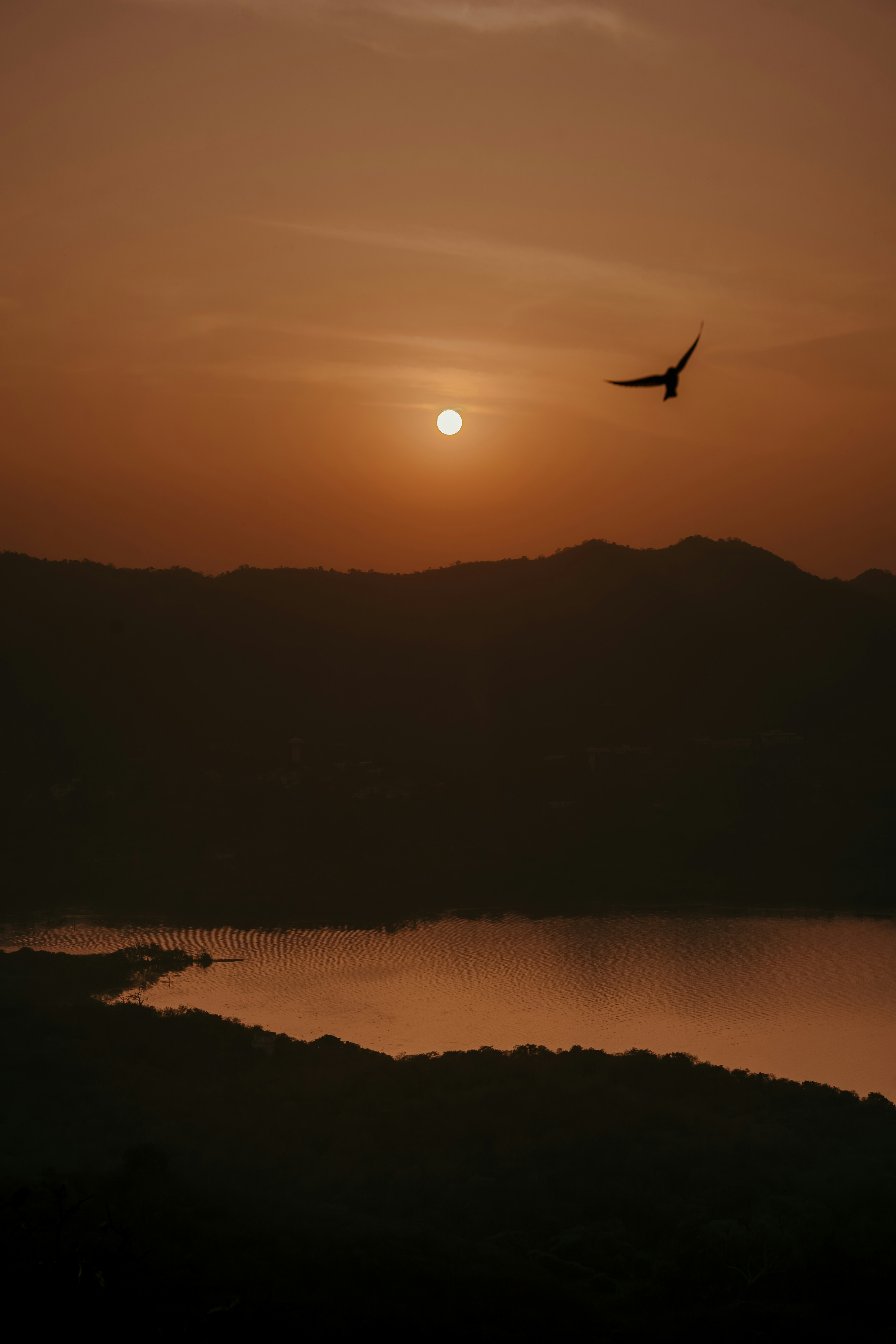 Soaring at Sundown: A lone bird above a silent silhouette
