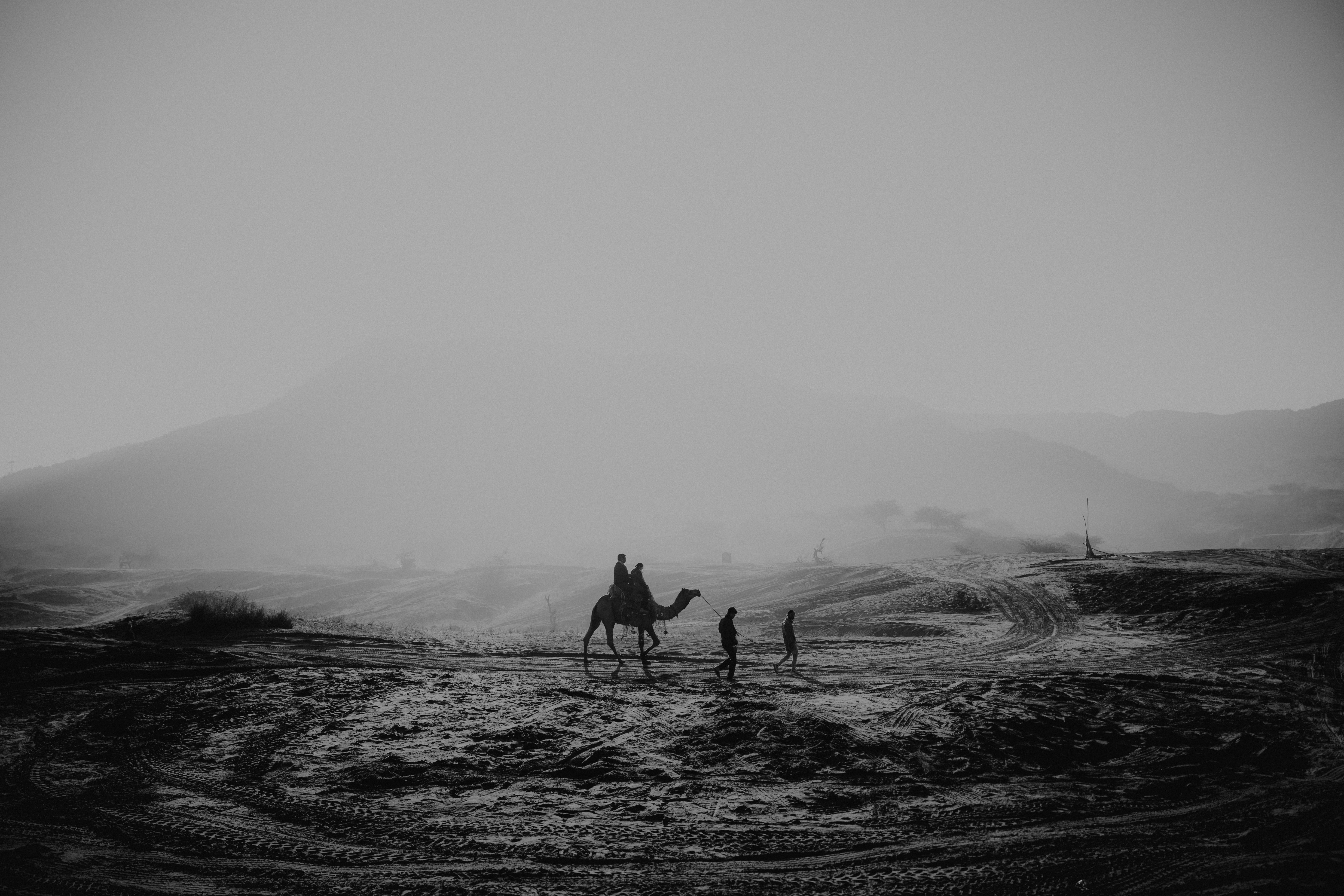 Desert Meet: A Rider and Companions Traverse Misty Sands