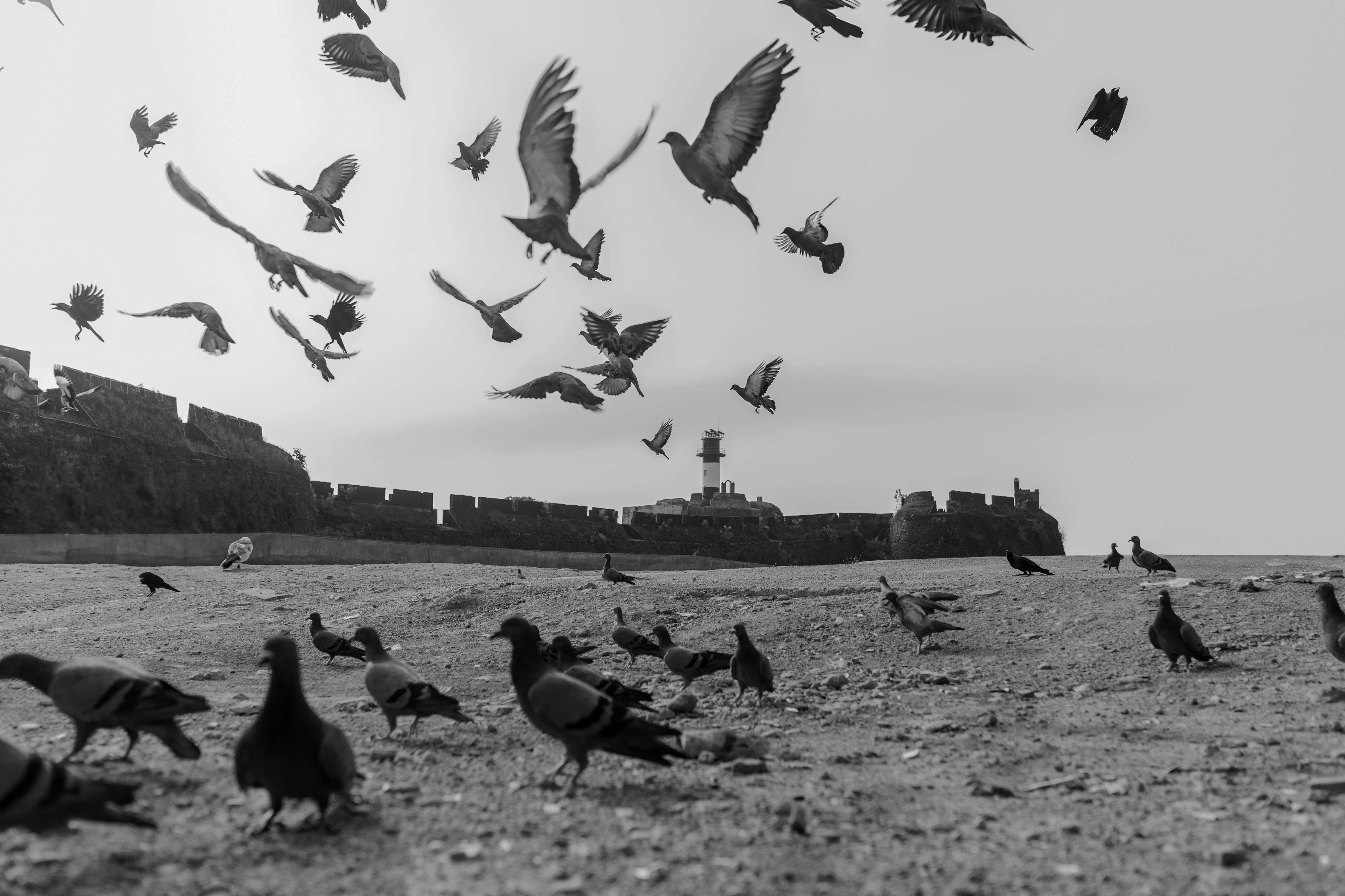 Beneath the Flight: A Flock Over a Gulls' Beach