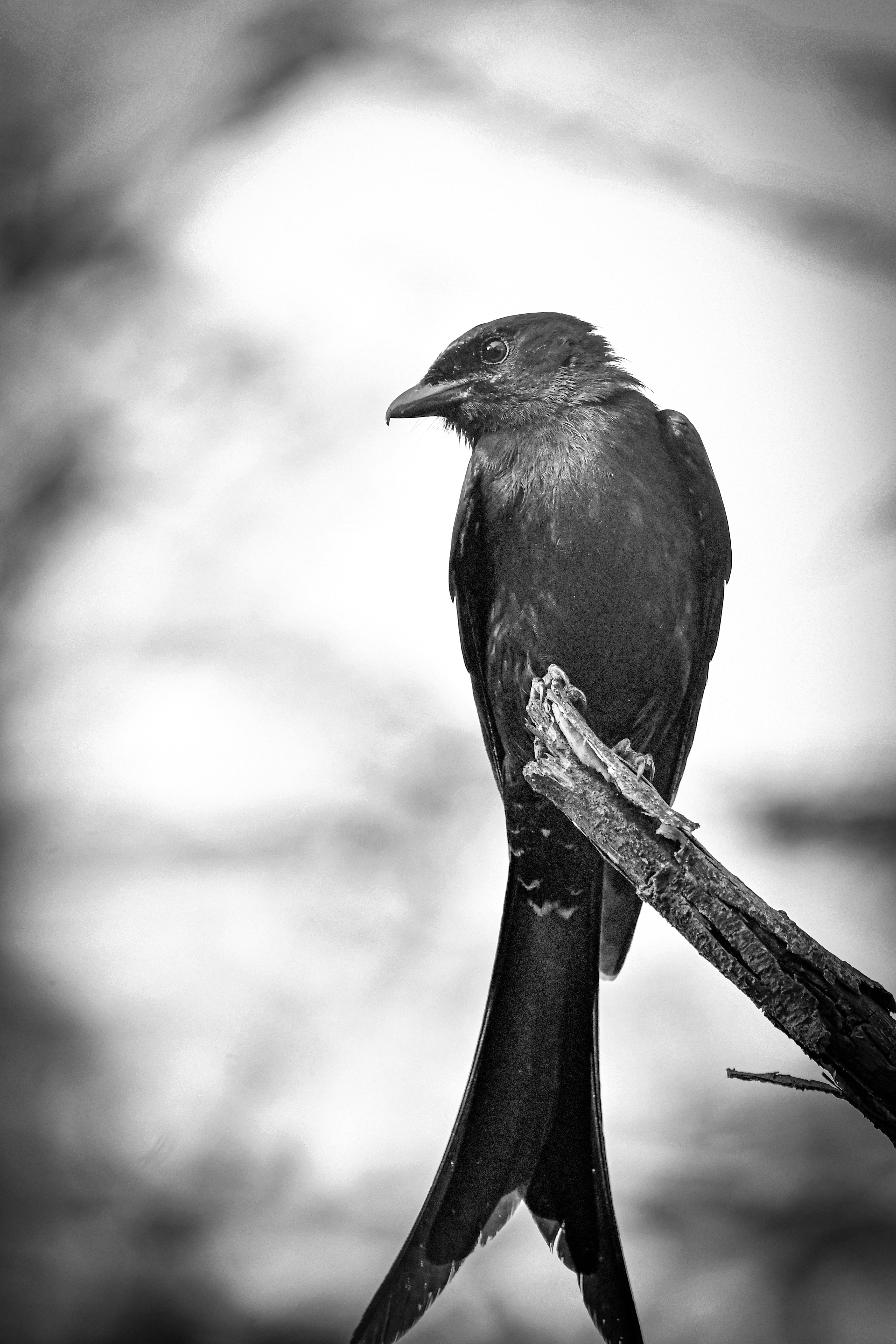Midday Watch: A solitary crow perched on a weathered branch