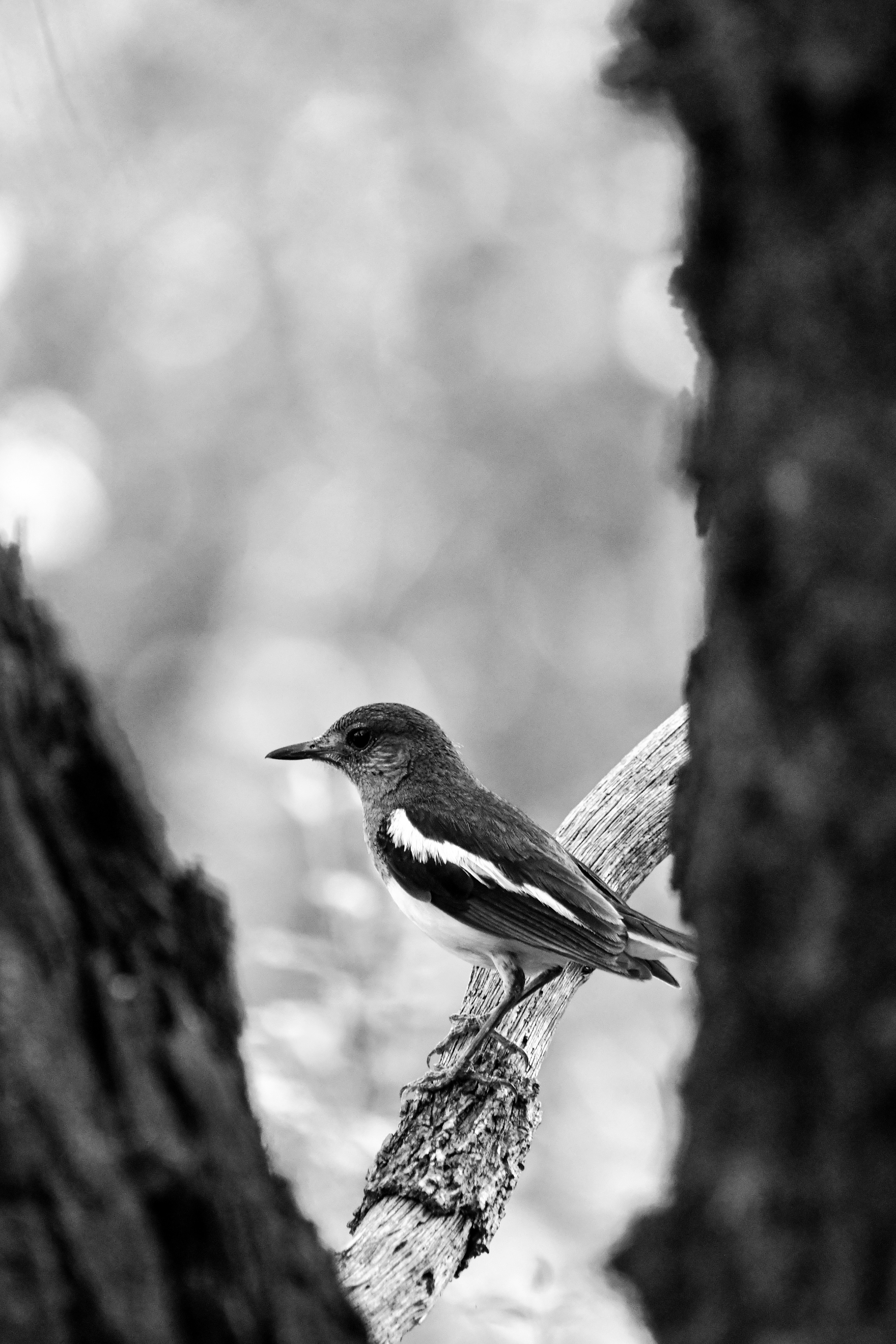 Perched in Silence: A Black-and-White Songbird in a Forest Gap