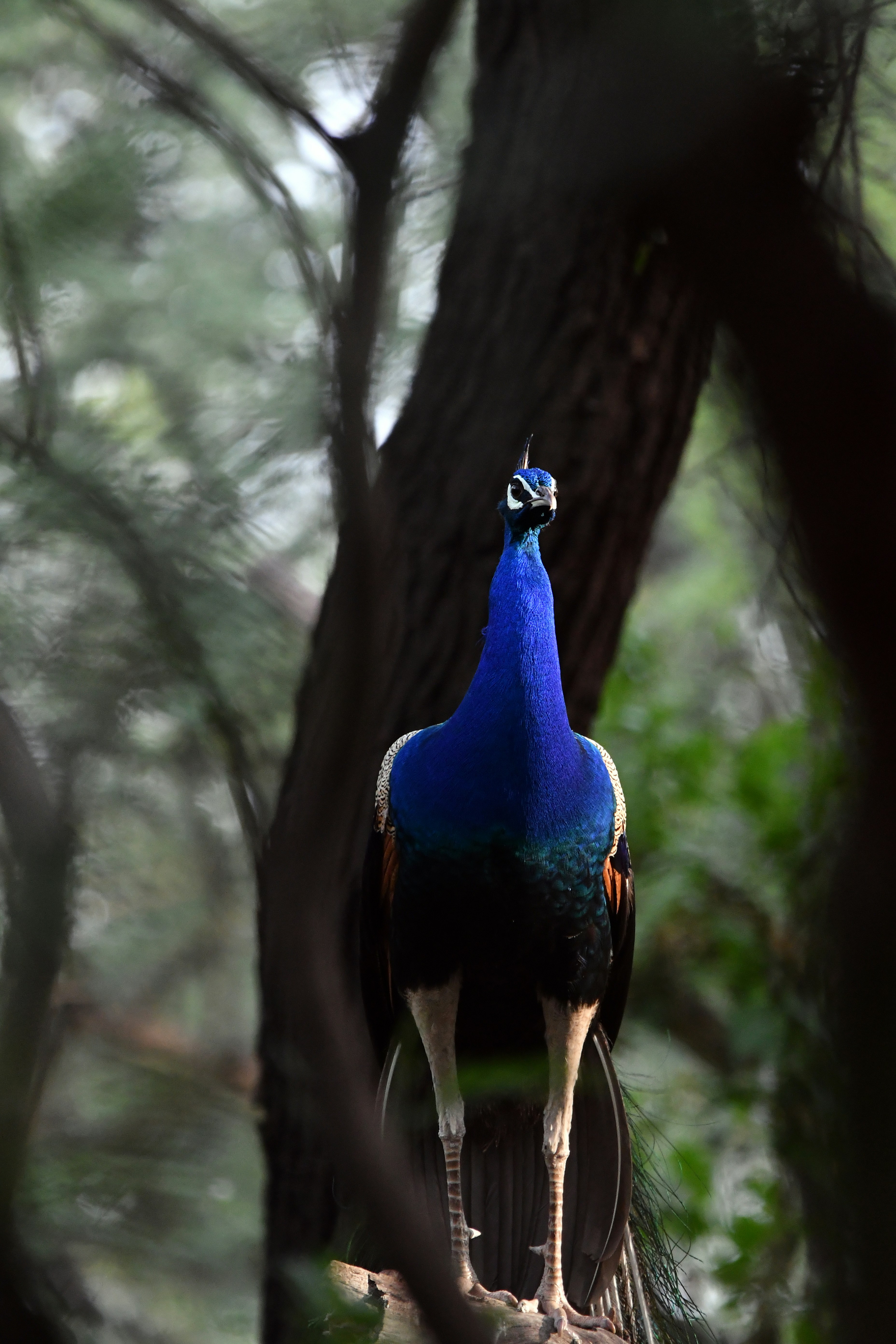 Azure Crest in Focus: A Peacock Portrait Through the Forest Frame