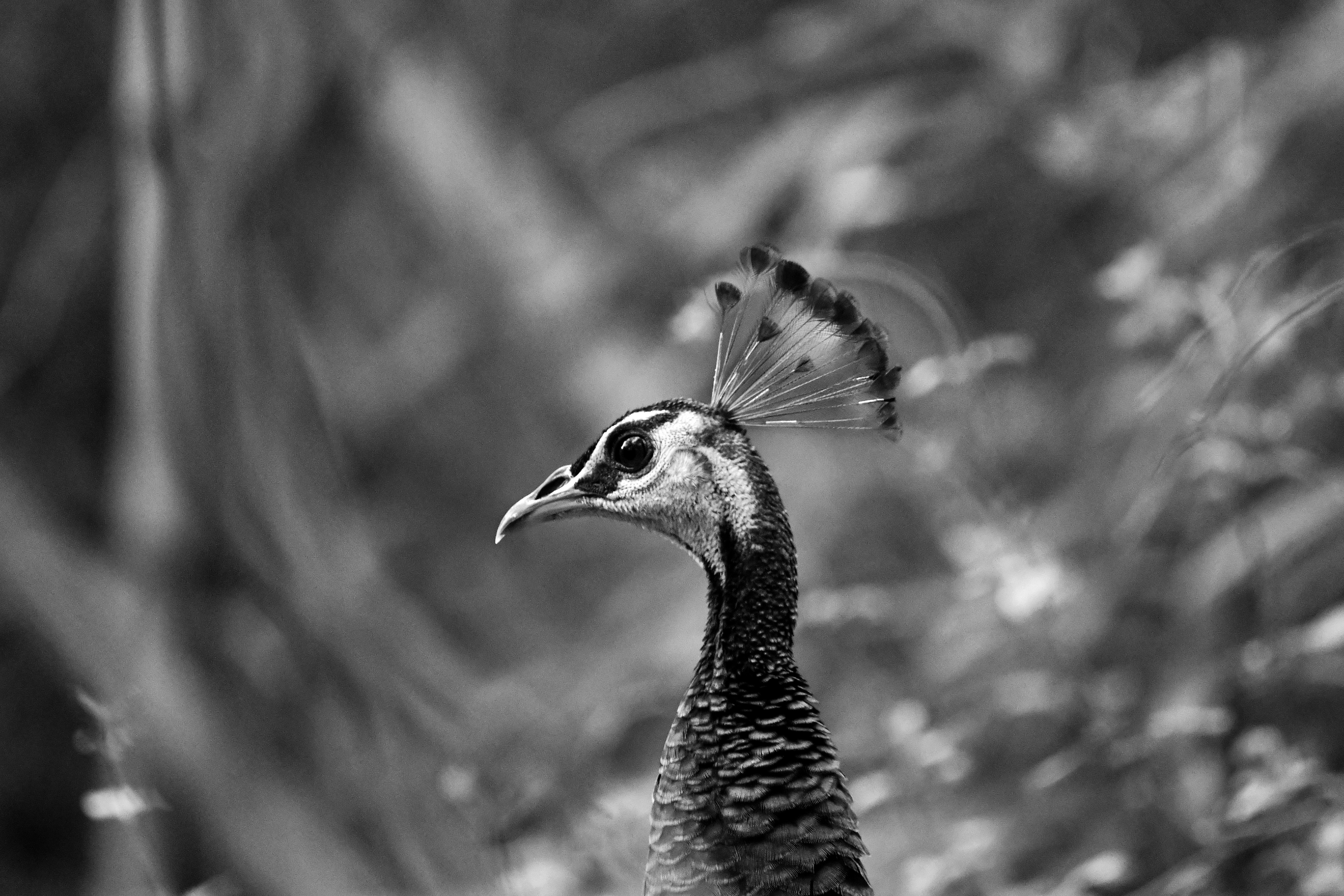 Crowned in Focus: A Peacock's Watchful Moment