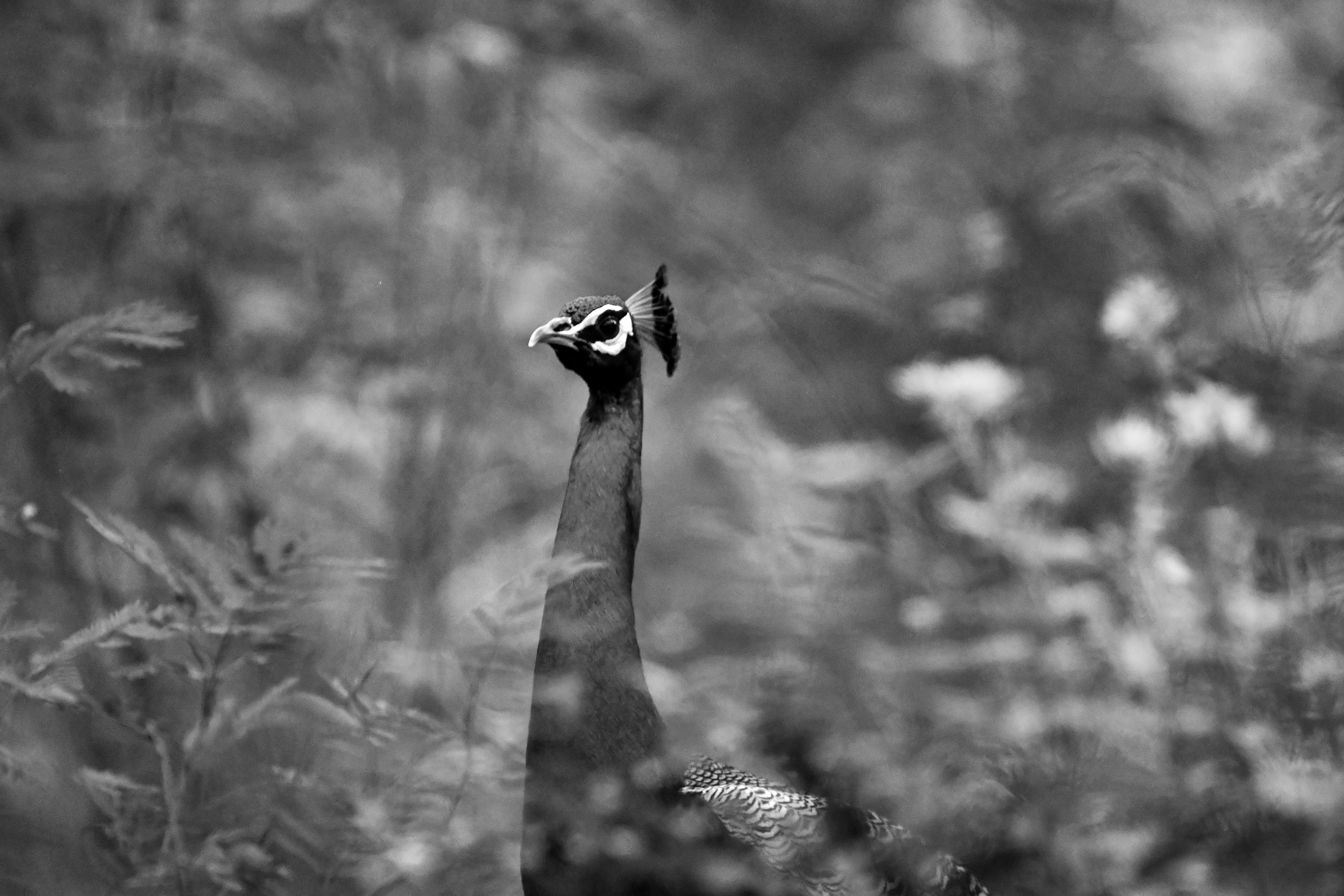 Peacock Emergence: A Silent Strut Through Greyscale Foliage