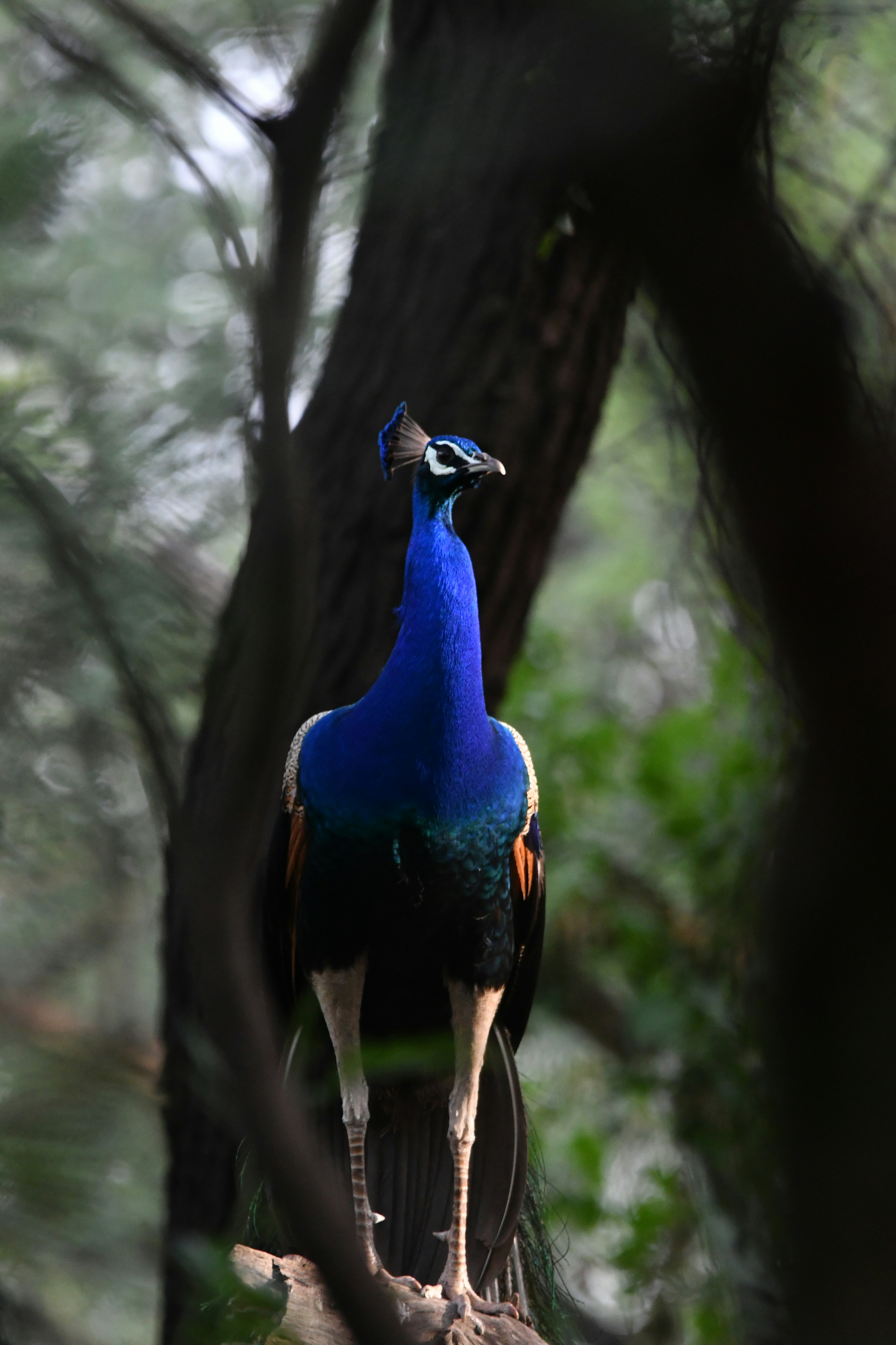 Azure Monarch in a Forest Frame