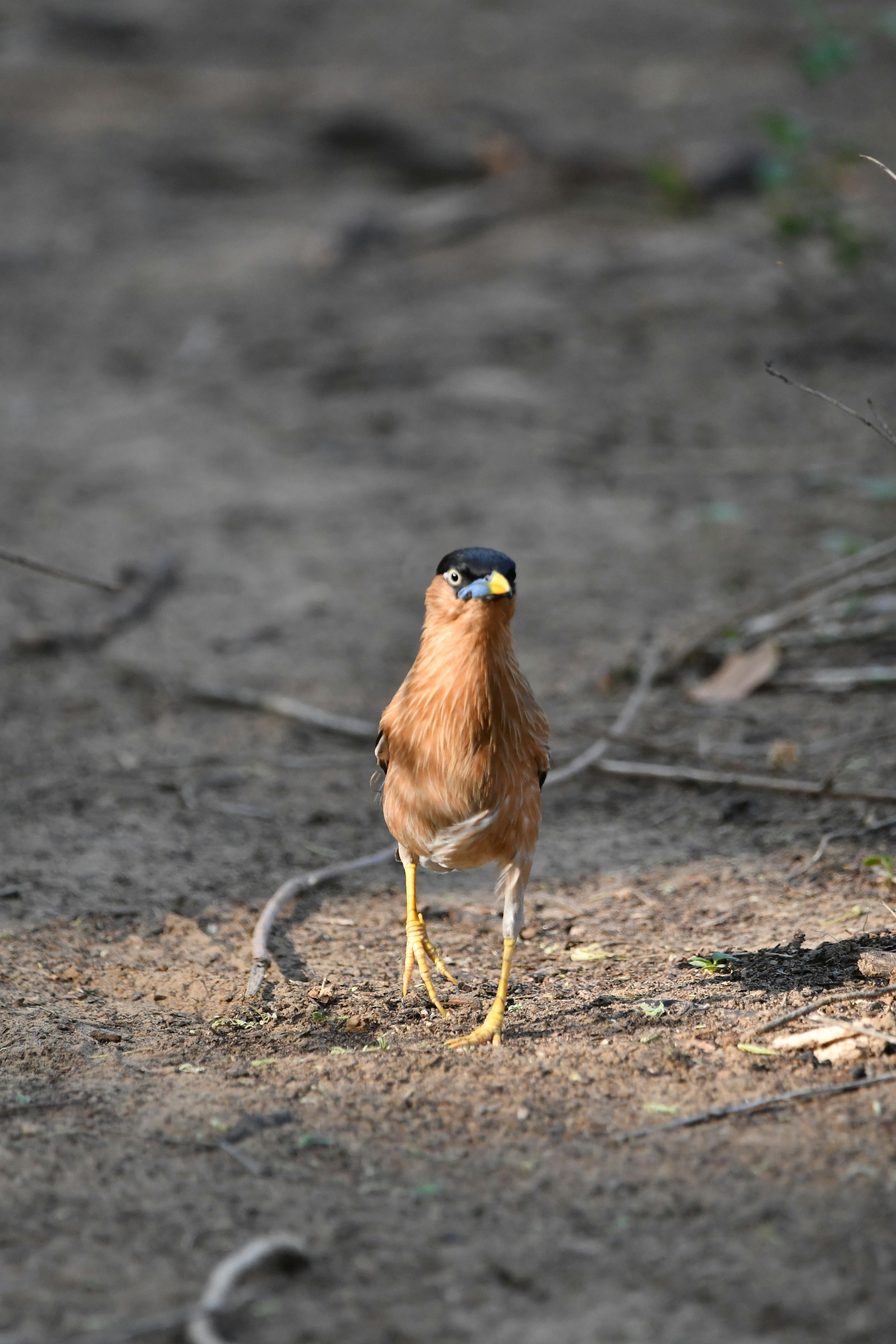 Striding Kingfisher: Amber Plume on a Dusty Path