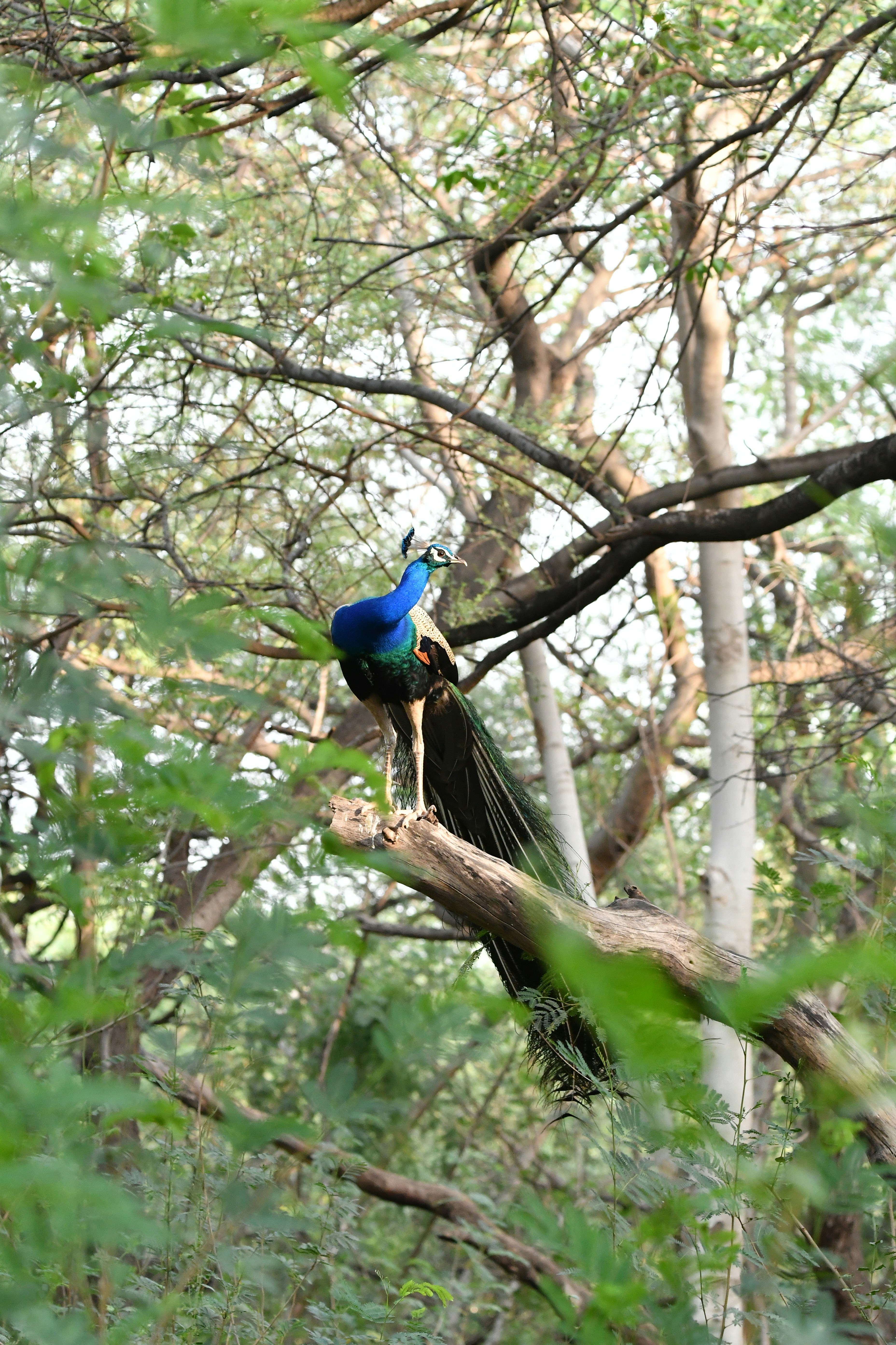Emerald Crown in the Branches: A Peacock Perched Amid Verdant Stems